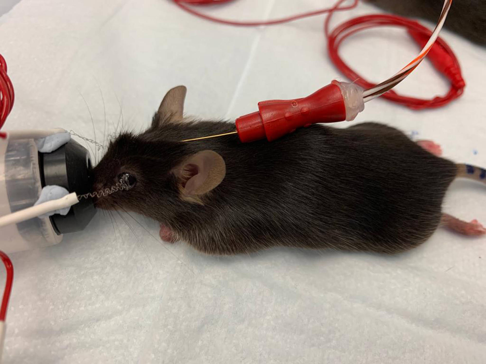 Depression and dementia may be treatable using eye stimulation therapy ...