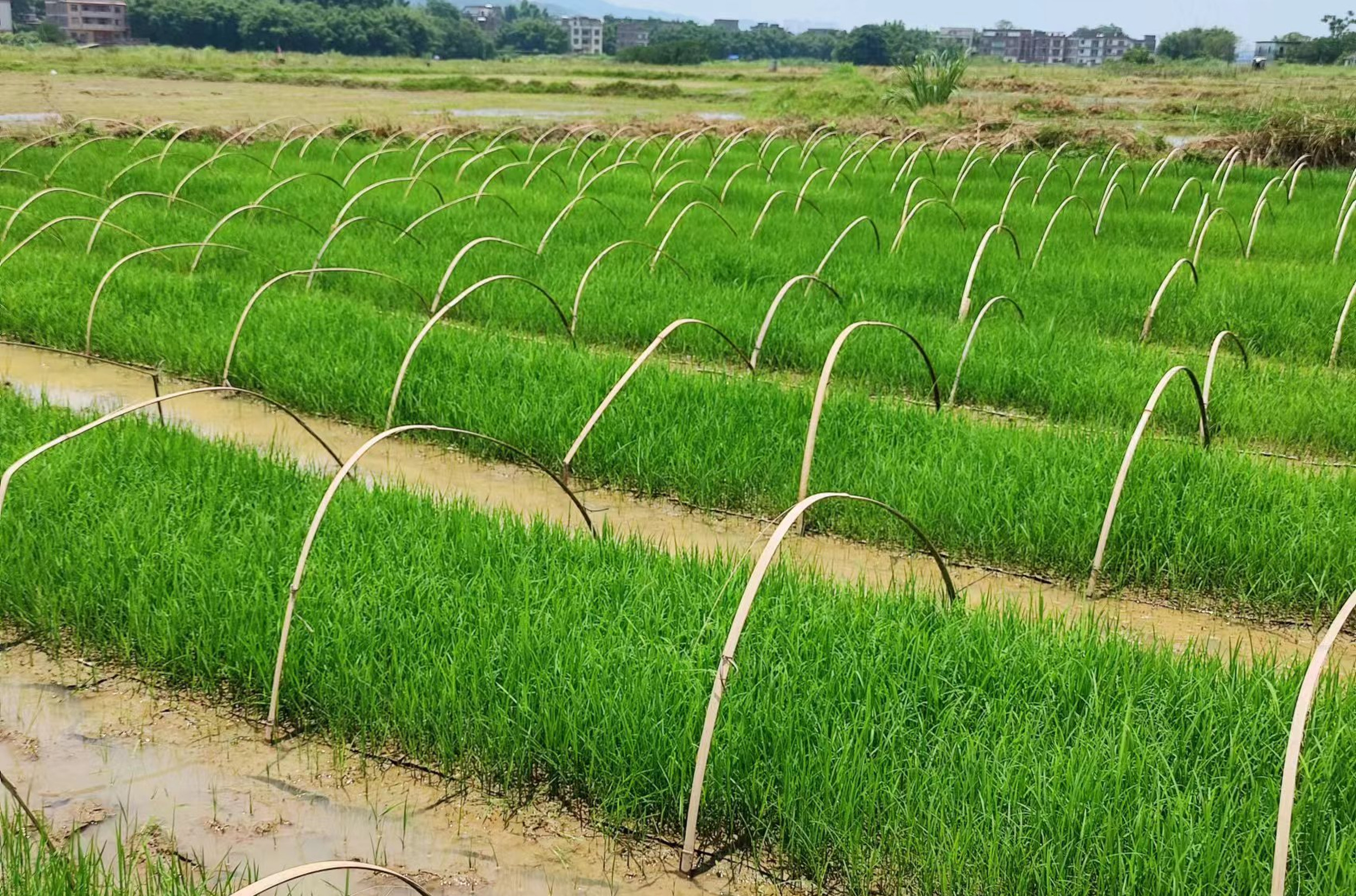 Chinese Farmland Rice