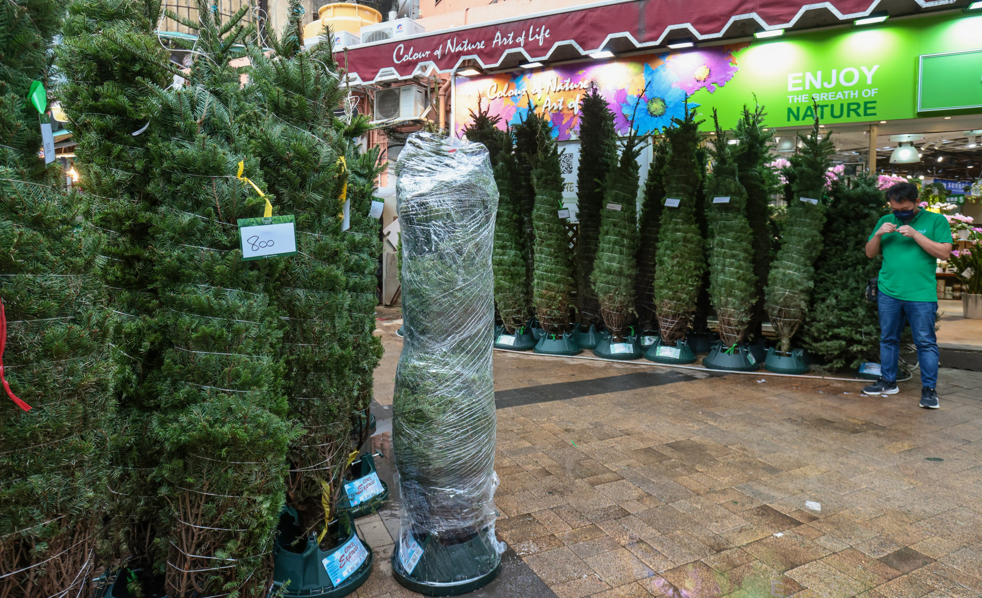 Hong Kong’s demand for Christmas trees has withered this year. What’s ...