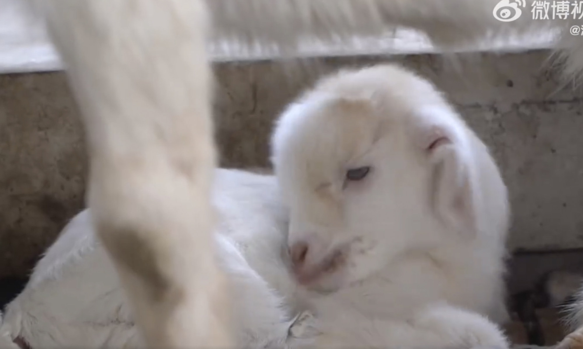 ‘He saves 600 kids a year’: Chinese man who quit job in finance to ...