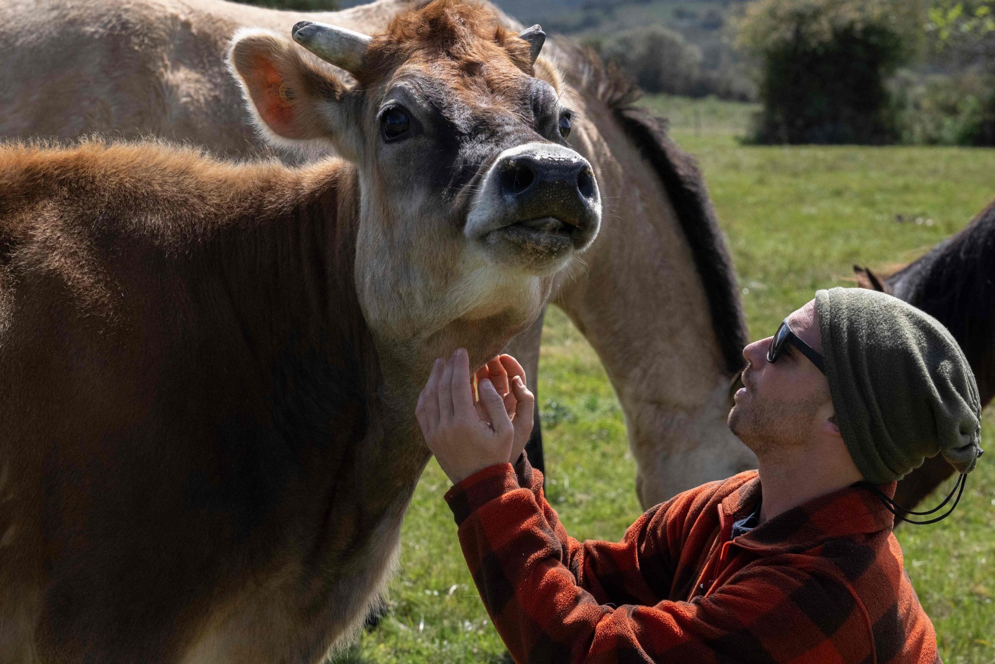 As horse meat exports from Uruguay rocket, saving some from slaughter ...