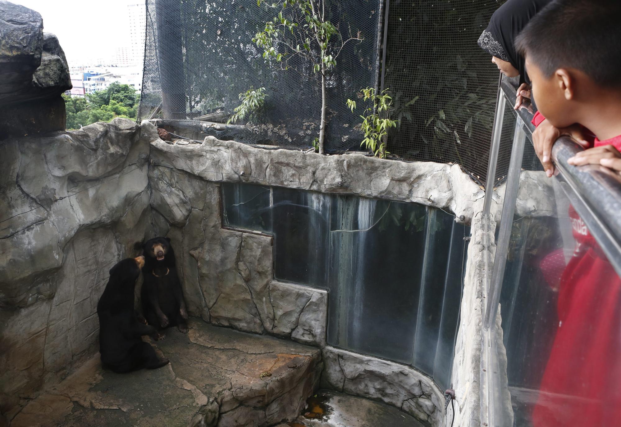 Thailand’s last gorilla doomed to life behind bars as ‘horror zoo ...