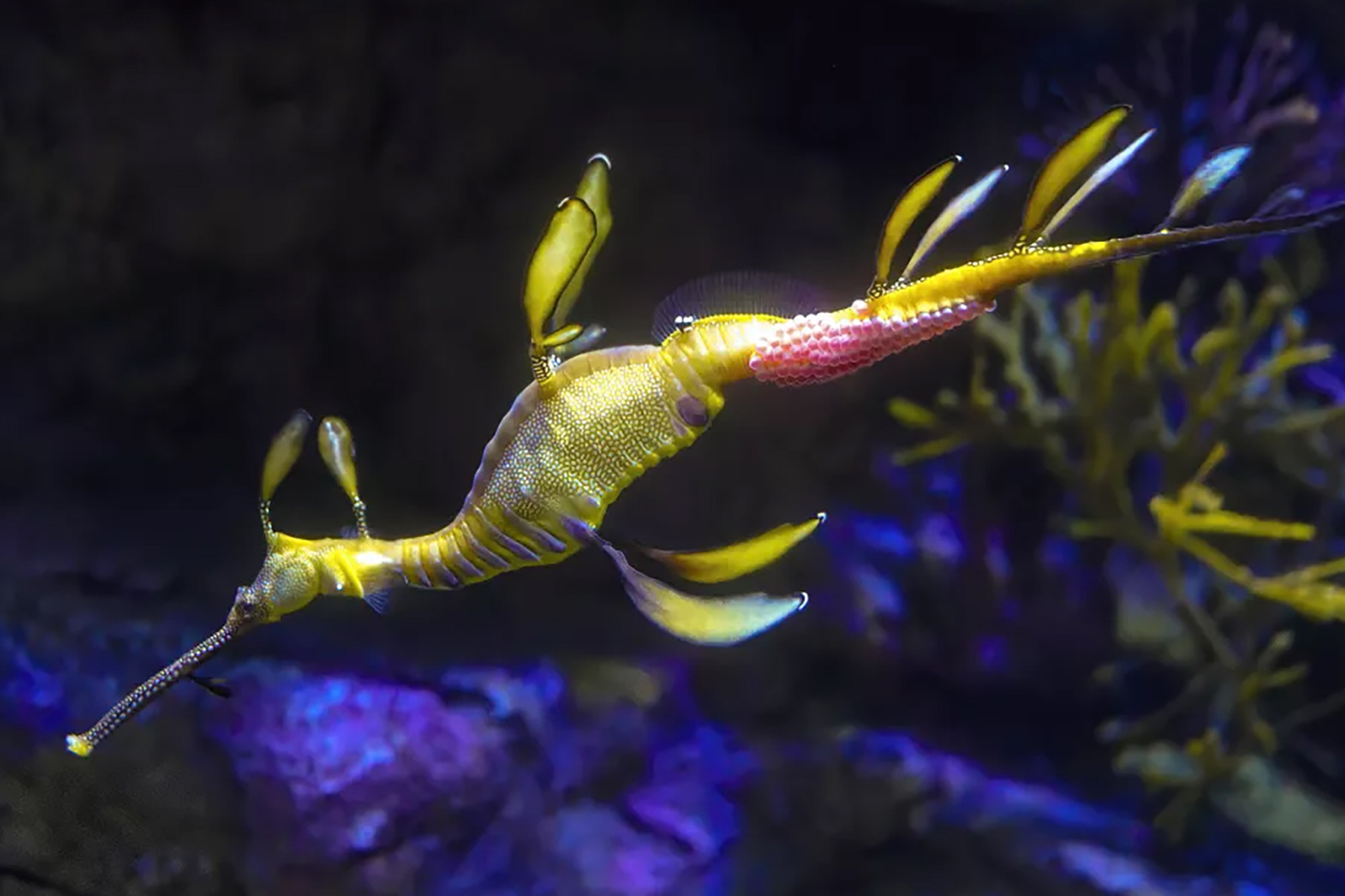 Female sea dragon transferred her eggs to a male, who is pregnant and ...