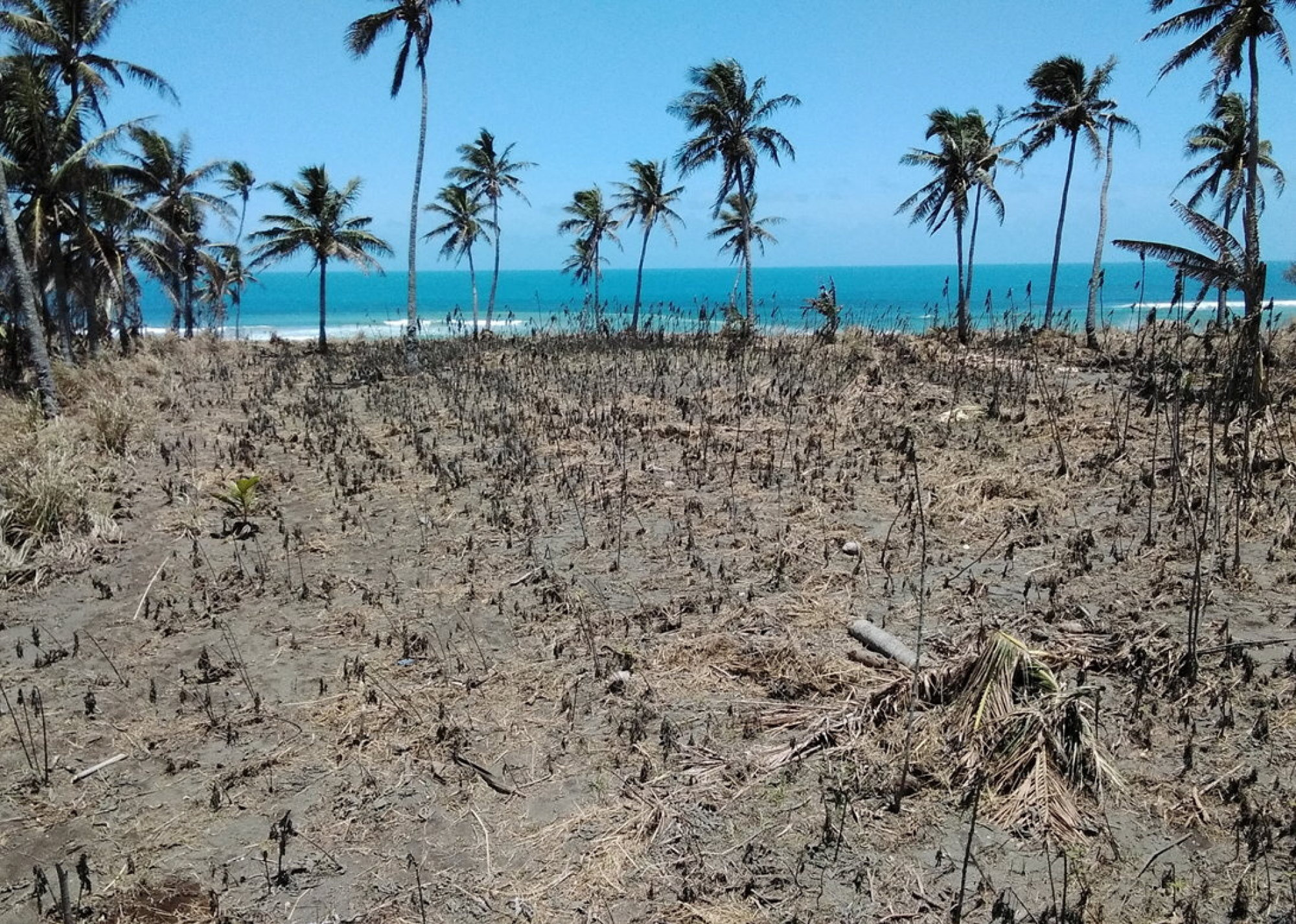 One year after volcanic blast, many of Tonga’s reefs lie silent | South ...