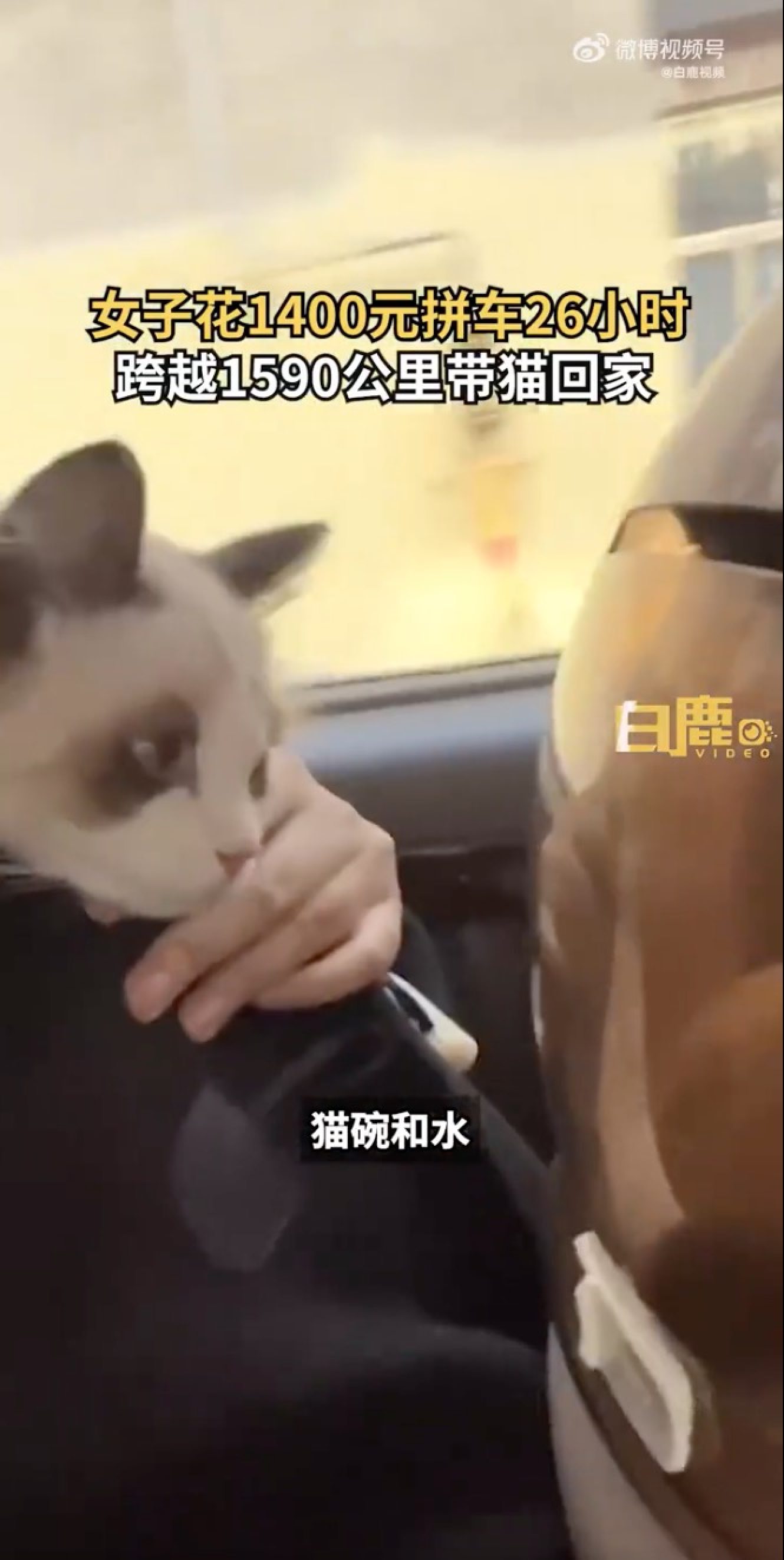 ‘Pets are family’: Beijing woman and 2 kittens carpool for 26 hours on ...