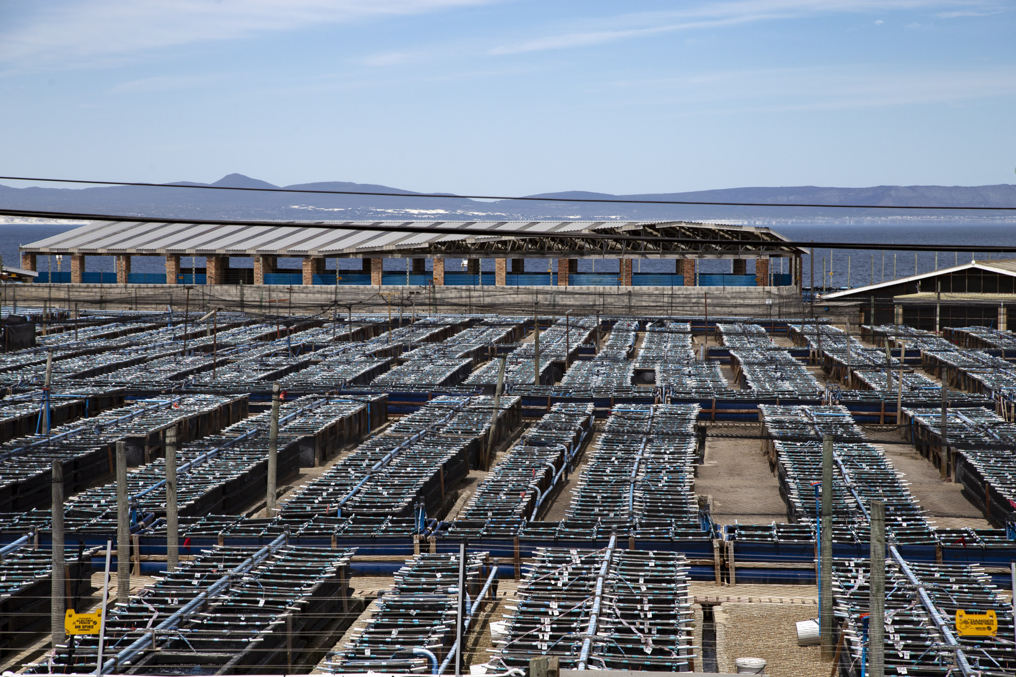How Asian appetites for abalone - ‘white gold’ - foster crime in South ...