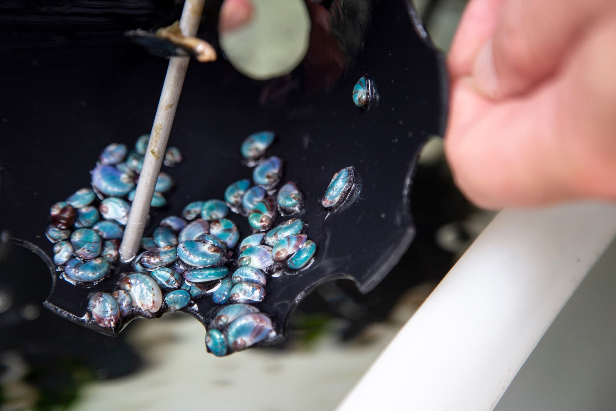How Asian appetites for abalone - ‘white gold’ - foster crime in South ...