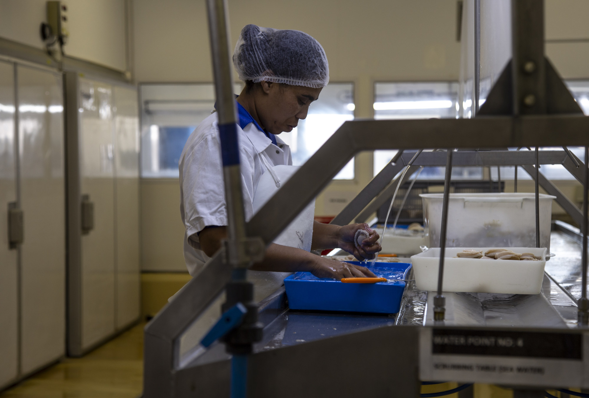 How Asian appetites for abalone - ‘white gold’ - foster crime in South ...