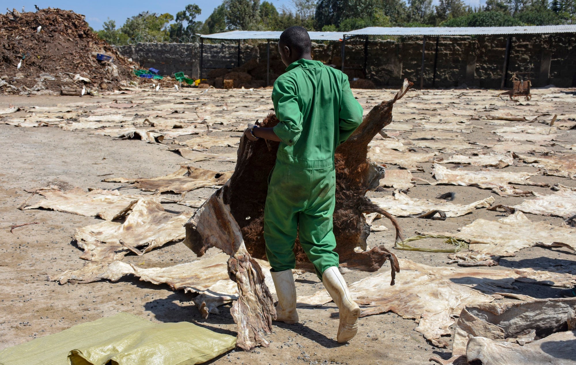 Demand for traditional Chinese medicine ejiao fuelling illicit trade in ...