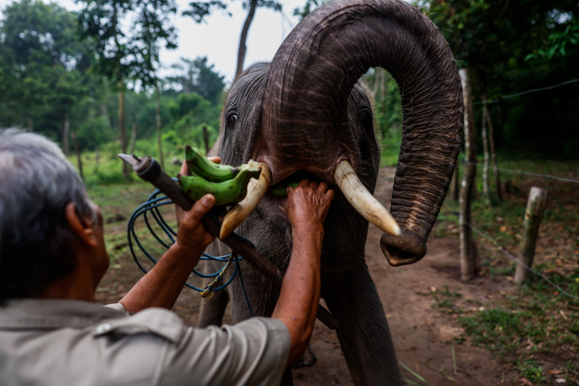 The race to save Sumatran elephants, endangered and losing their ...