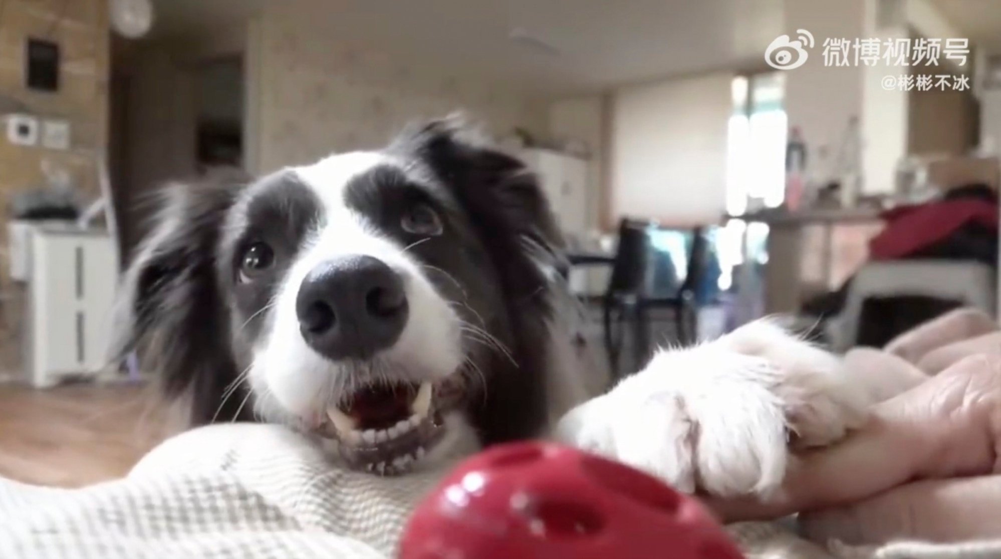 Video of loving dog’s relationship with cancer-stricken owner, hugging ...