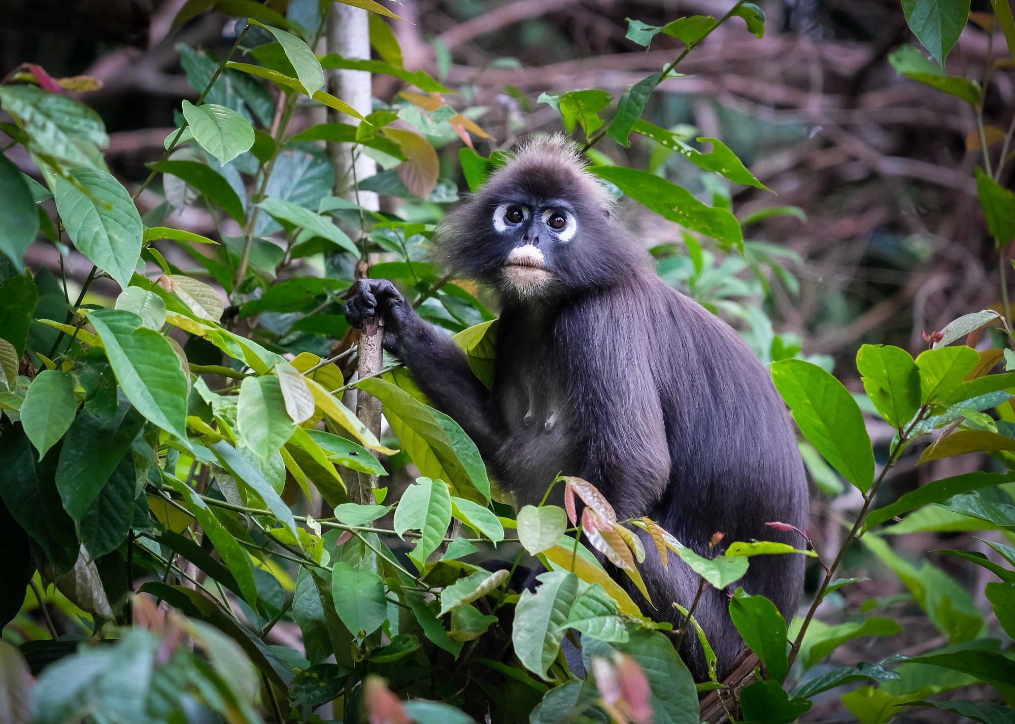 Hike the ‘amazing’ trails in Penang, Malaysia – now there’s finally a map for them, hikers can ...