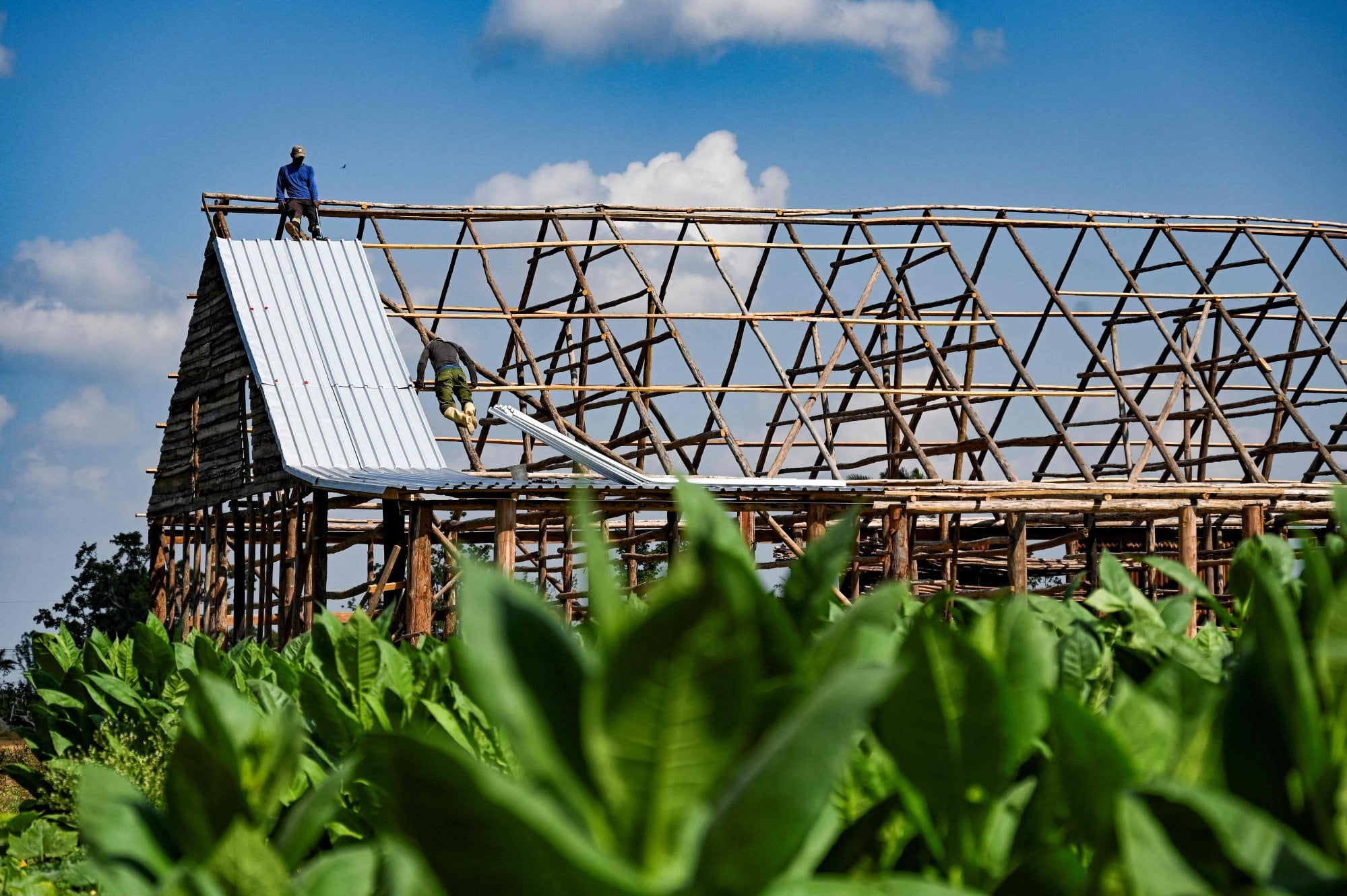 Walloped by Hurricane Ian, Cuba’s tobacco sector struggles to its feet ...