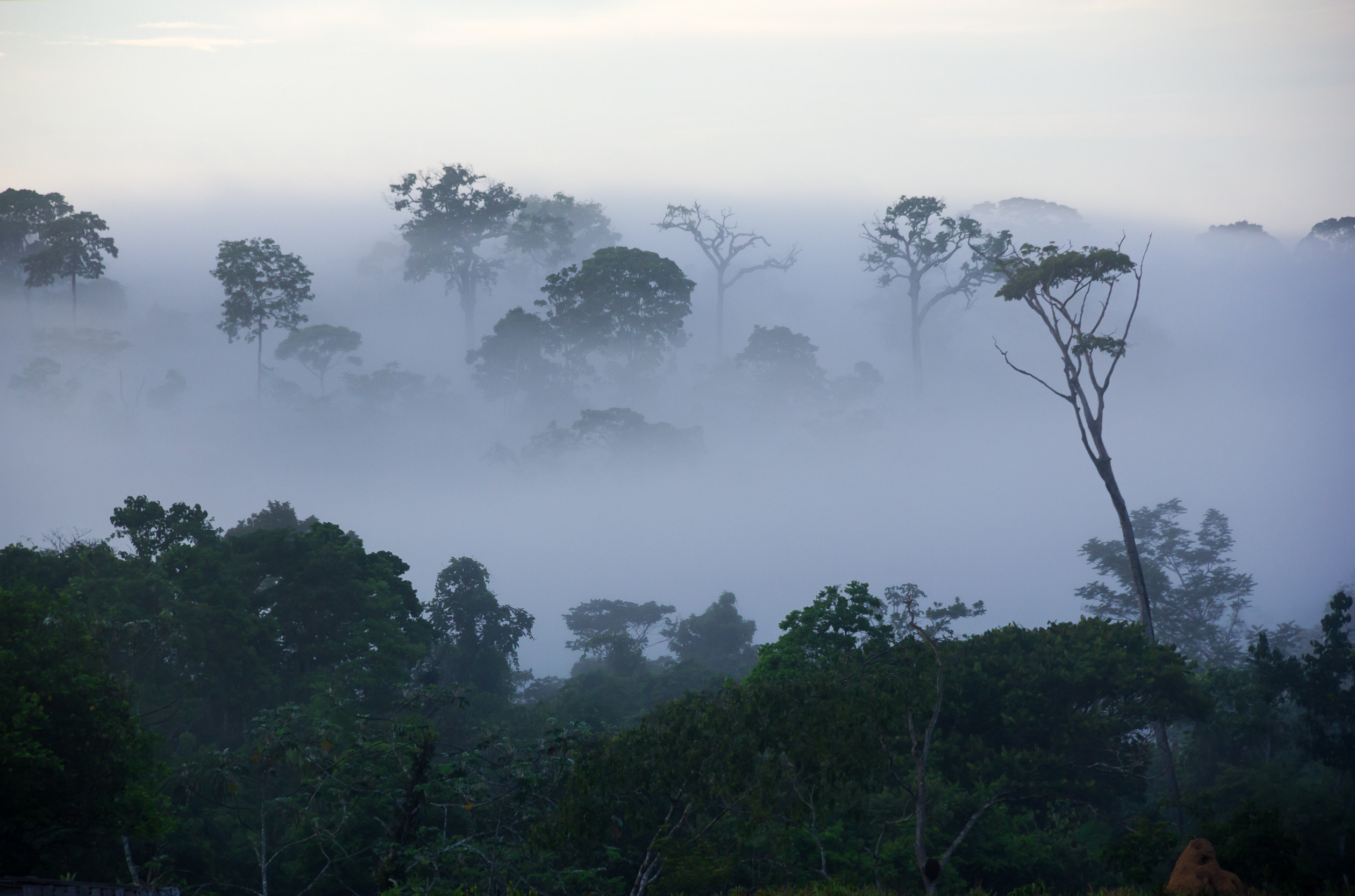 Amazon Rainforest Men