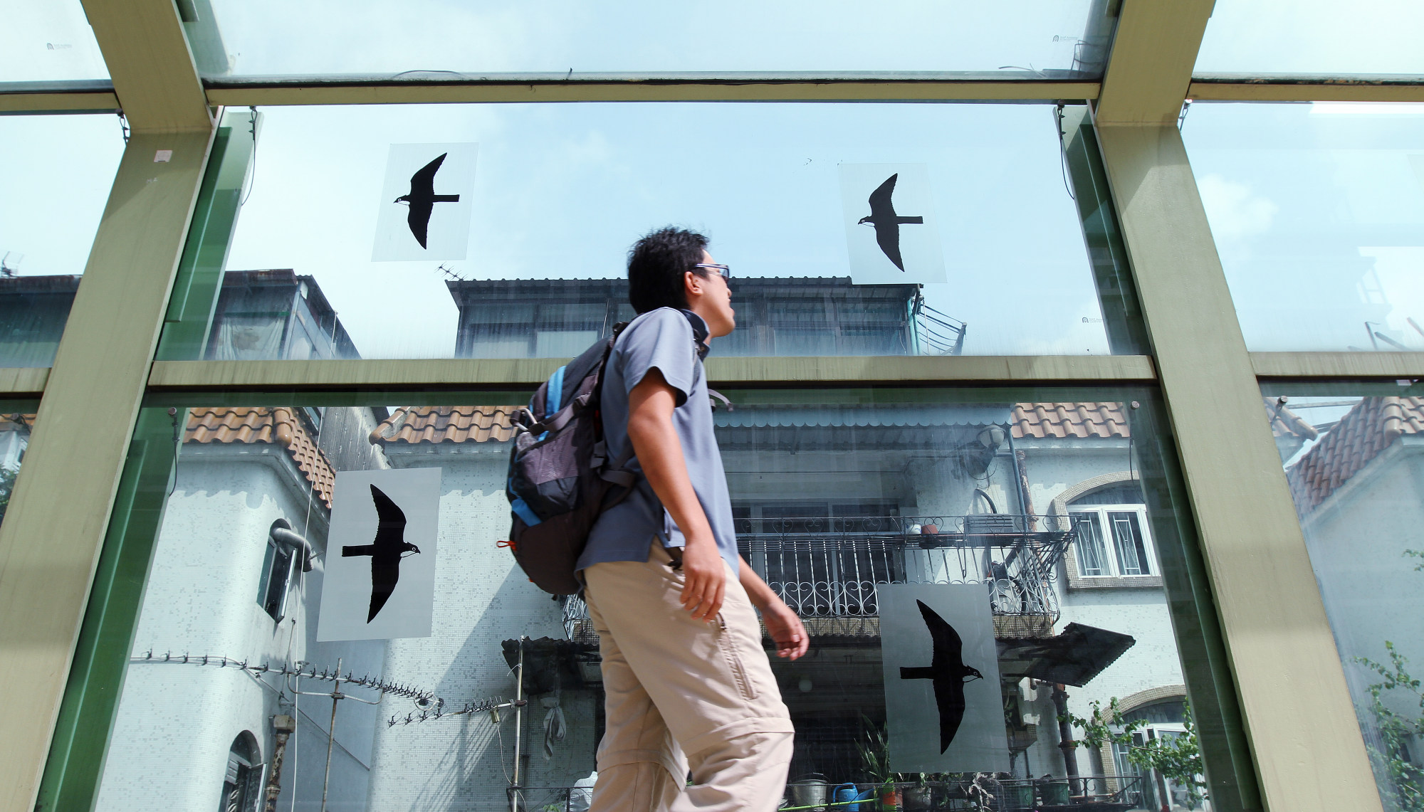 Birds are dying after hitting gleaming glass and mirror buildings in ...