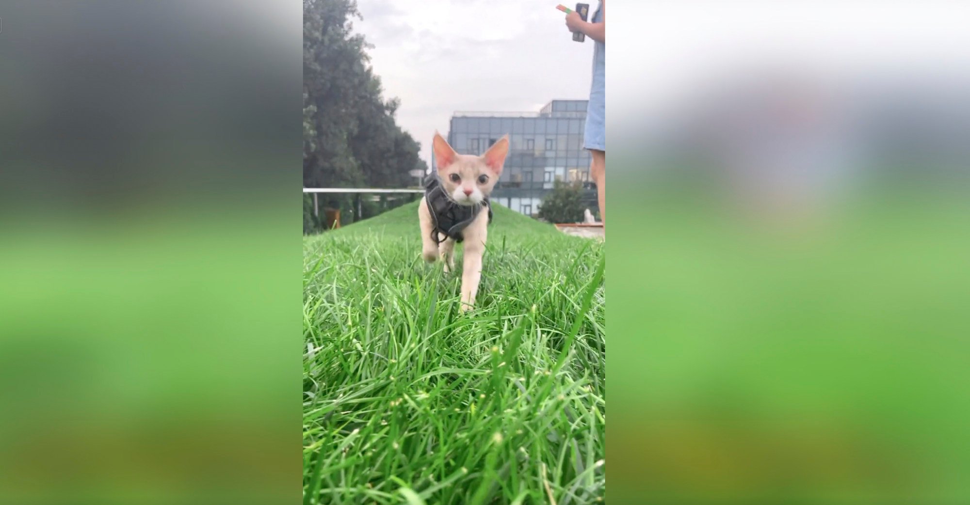 ‘It’s so beautiful’: Chinese woman dresses pet cat in elaborate ...