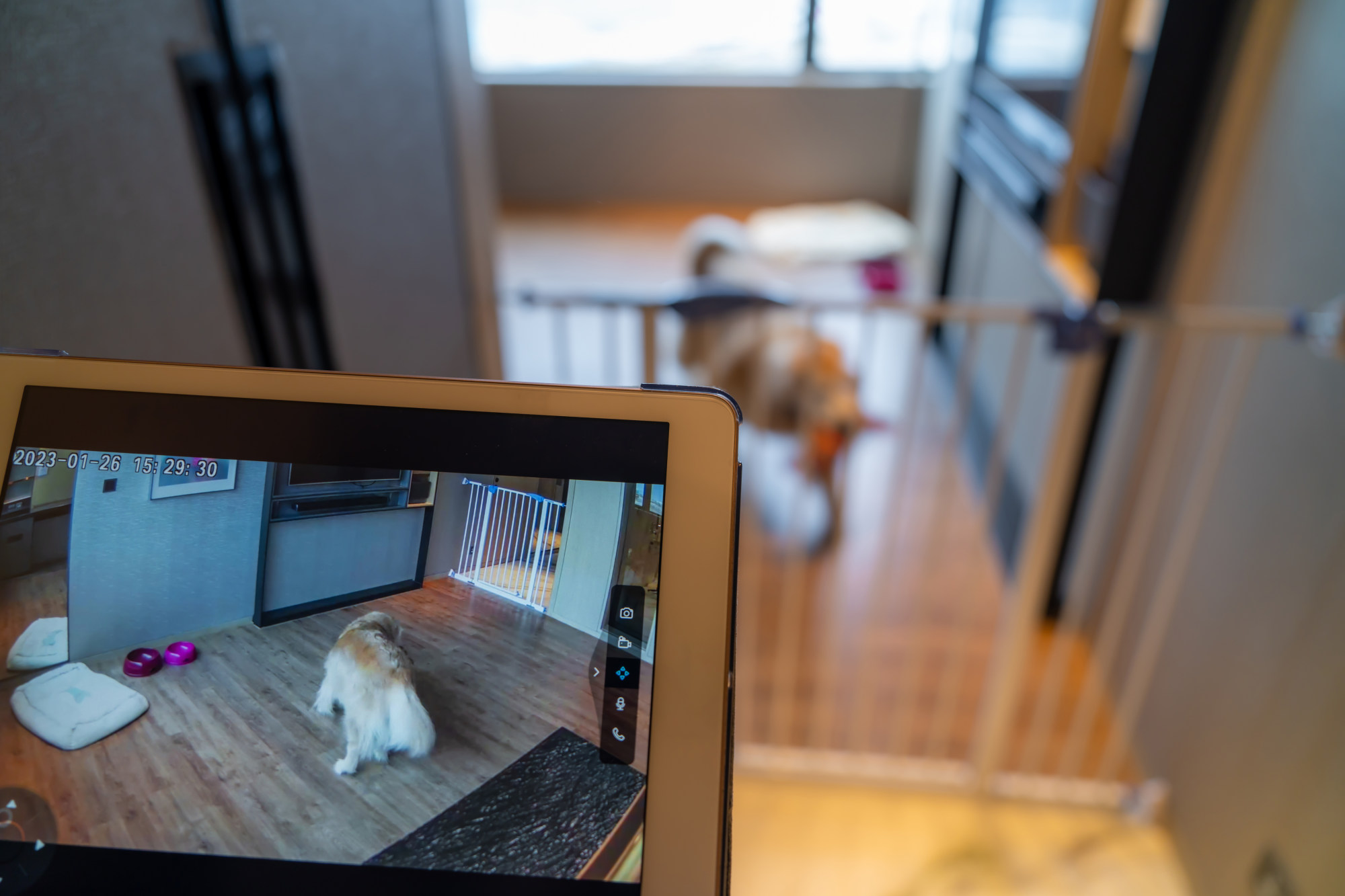 Doggy dim sum cart: Hong Kong hotel rolls out canine catering red ...
