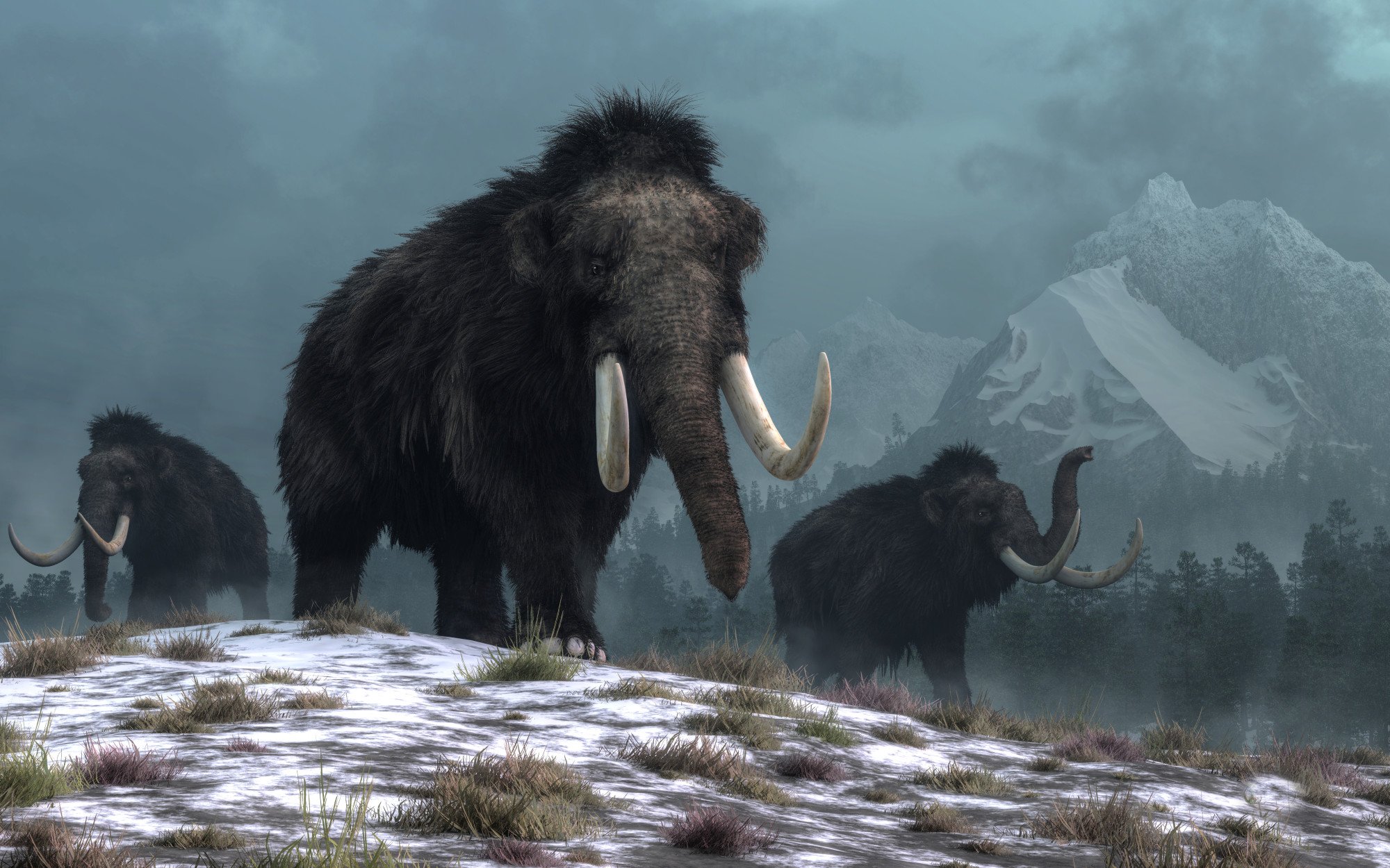 Massive woolly mammoth meatball unveiled in the Netherlands | South ...