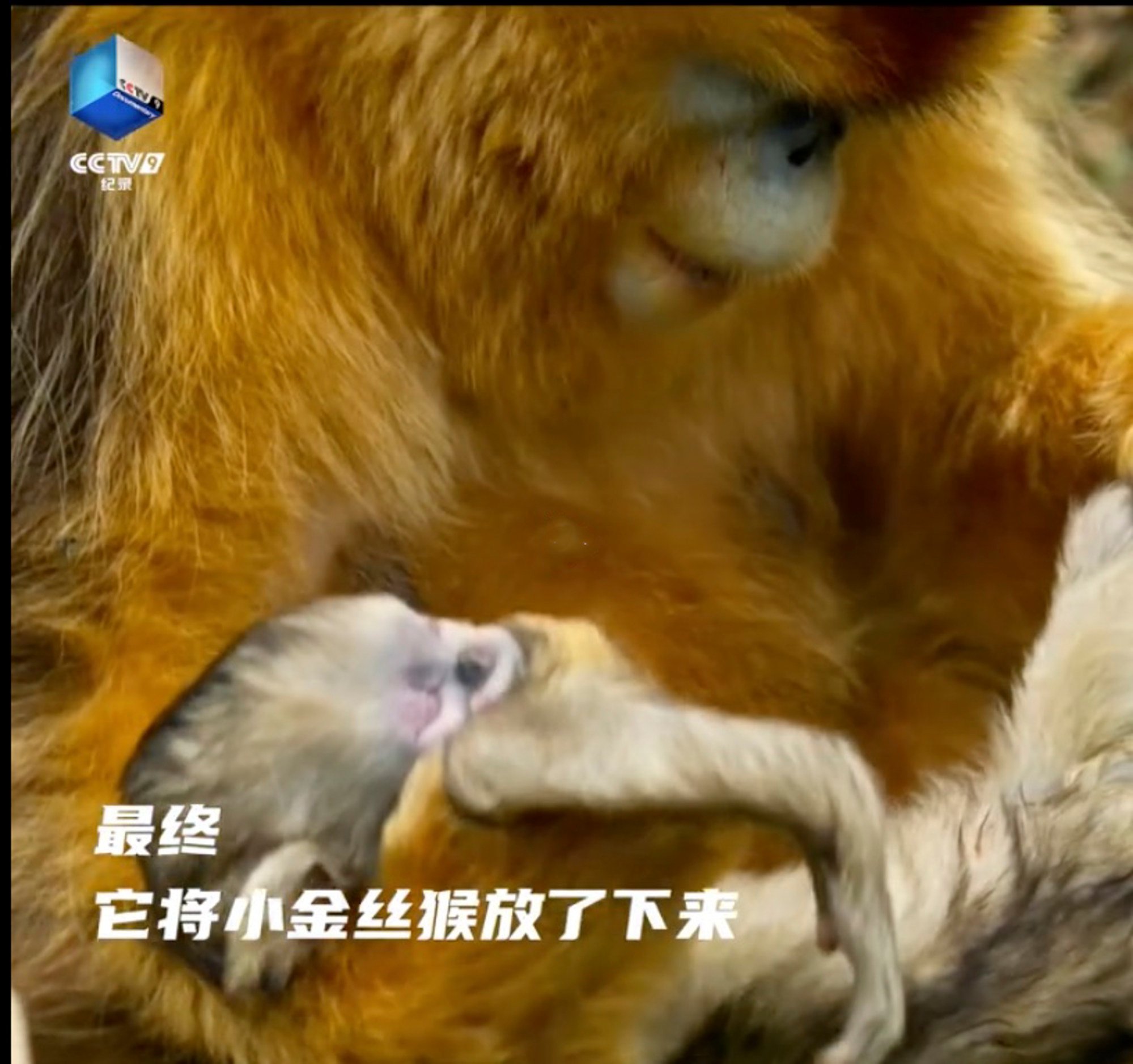 ‘Maternal love is boundless’: video of snub-nosed monkey in China ...