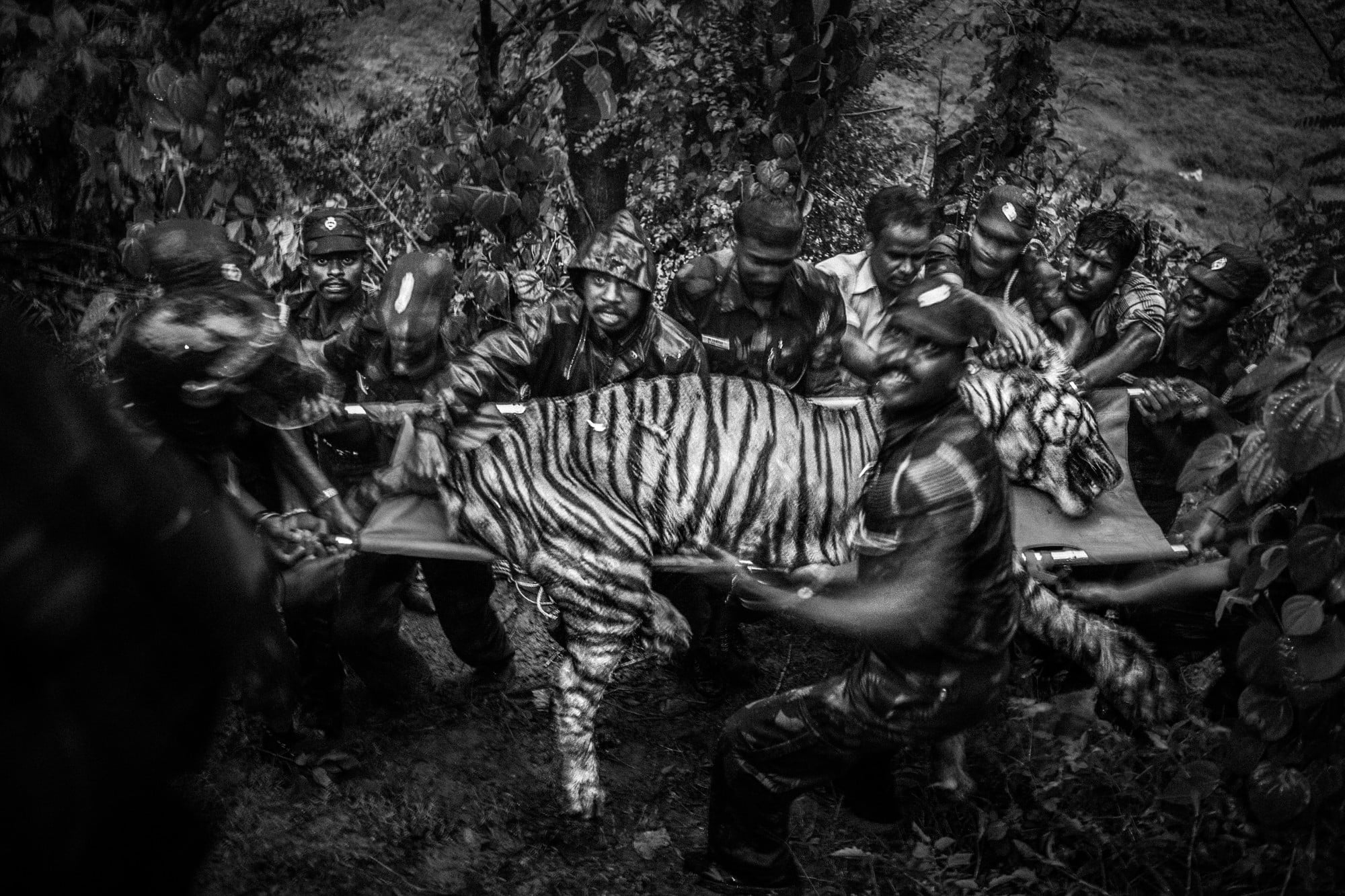 As India’s tiger count rises, indigenous people demand land rights ...