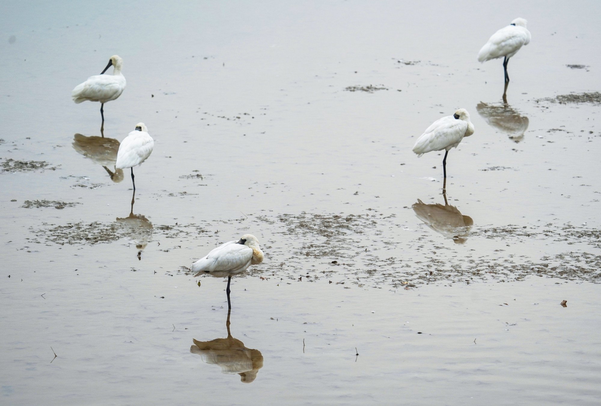‘Alarming’ decline in Hong Kong’s black-faced spoonbill population amid ...