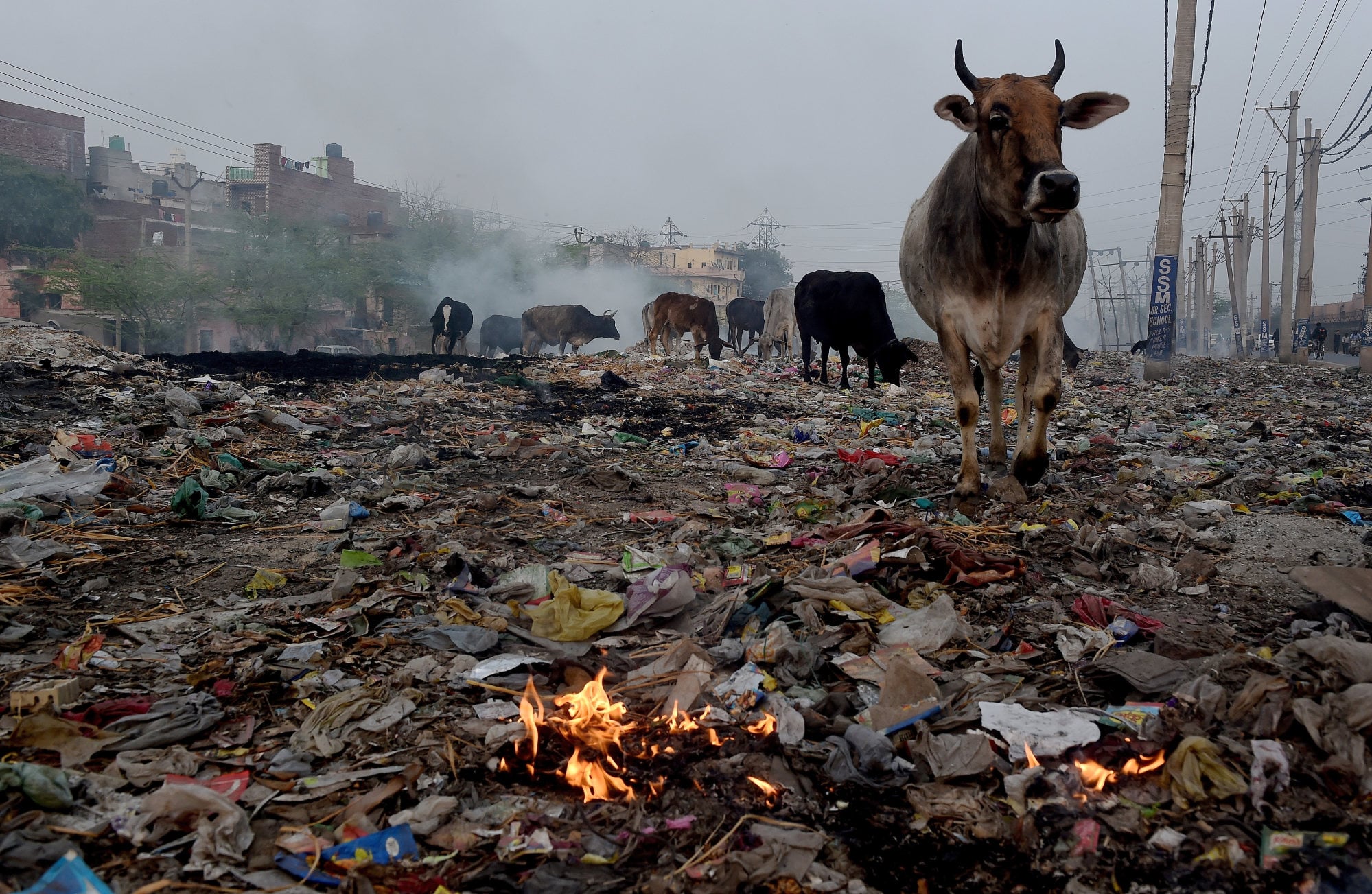 India loves its cows. But with 5 million strays, that’s becoming a ...