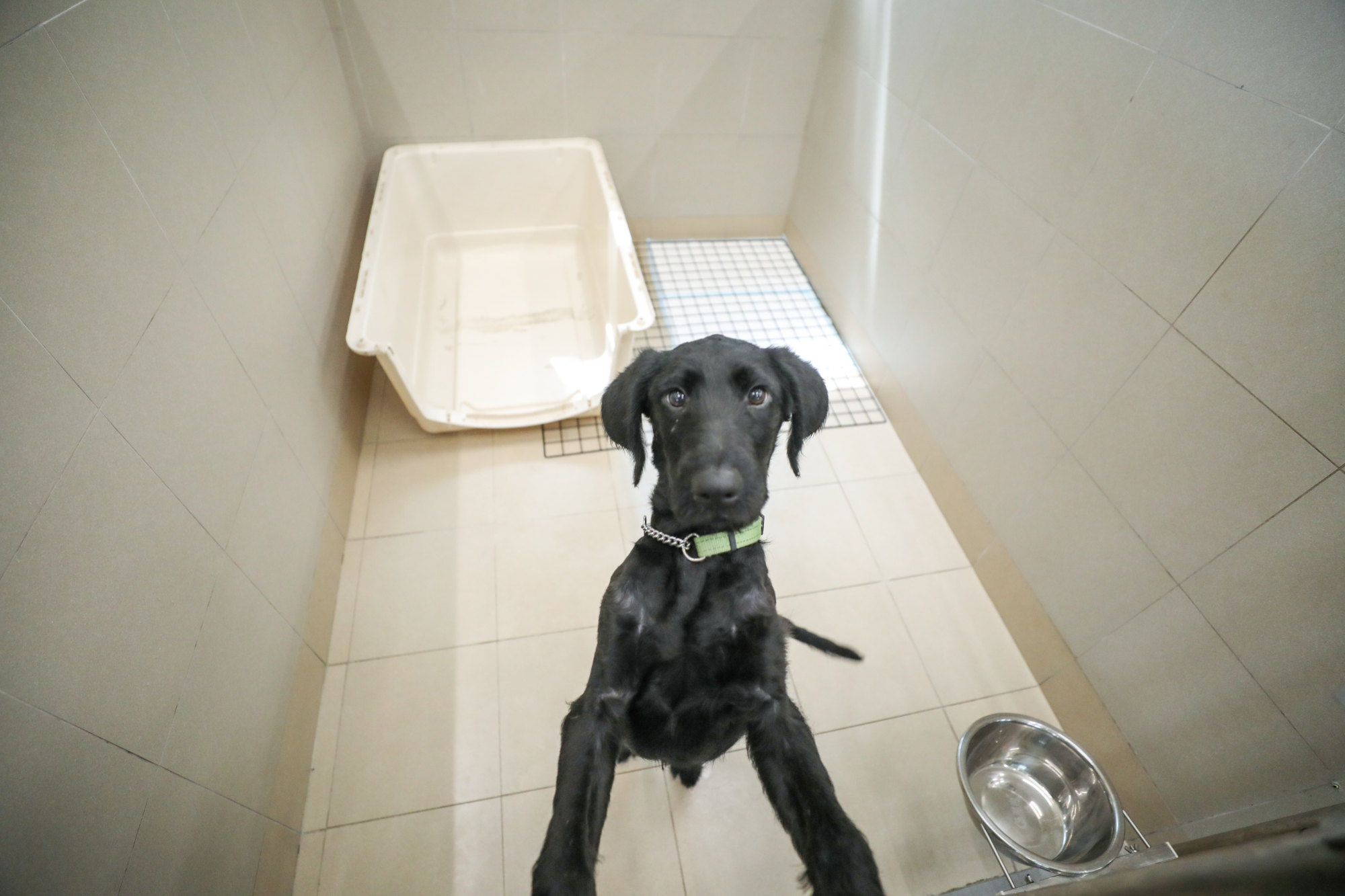 Hong Kong guide dog centre runs out of foster families for puppies as ...