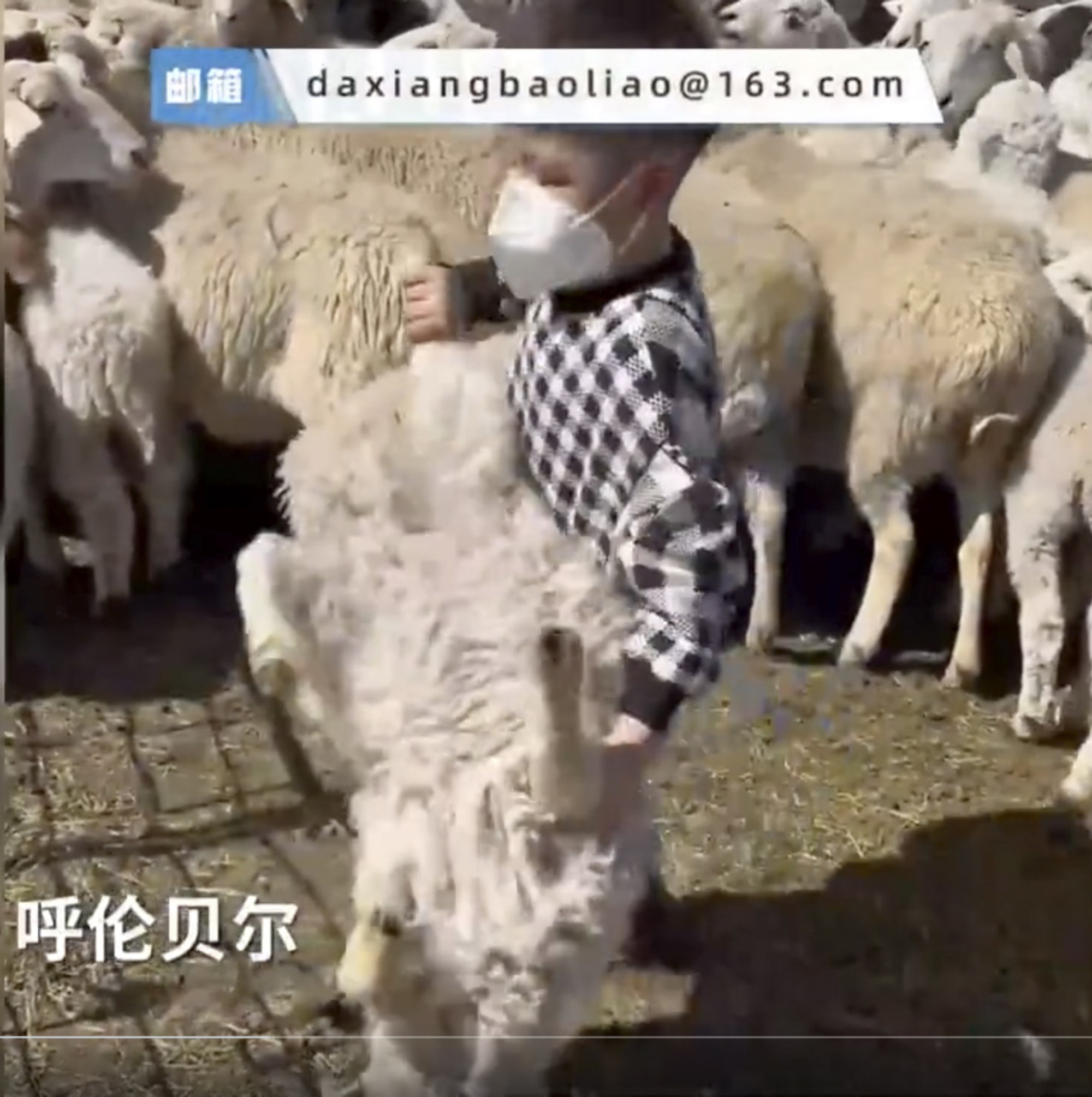 ‘Like a wrestler’: boy, 5, goes viral after rounding up and skilfully ...