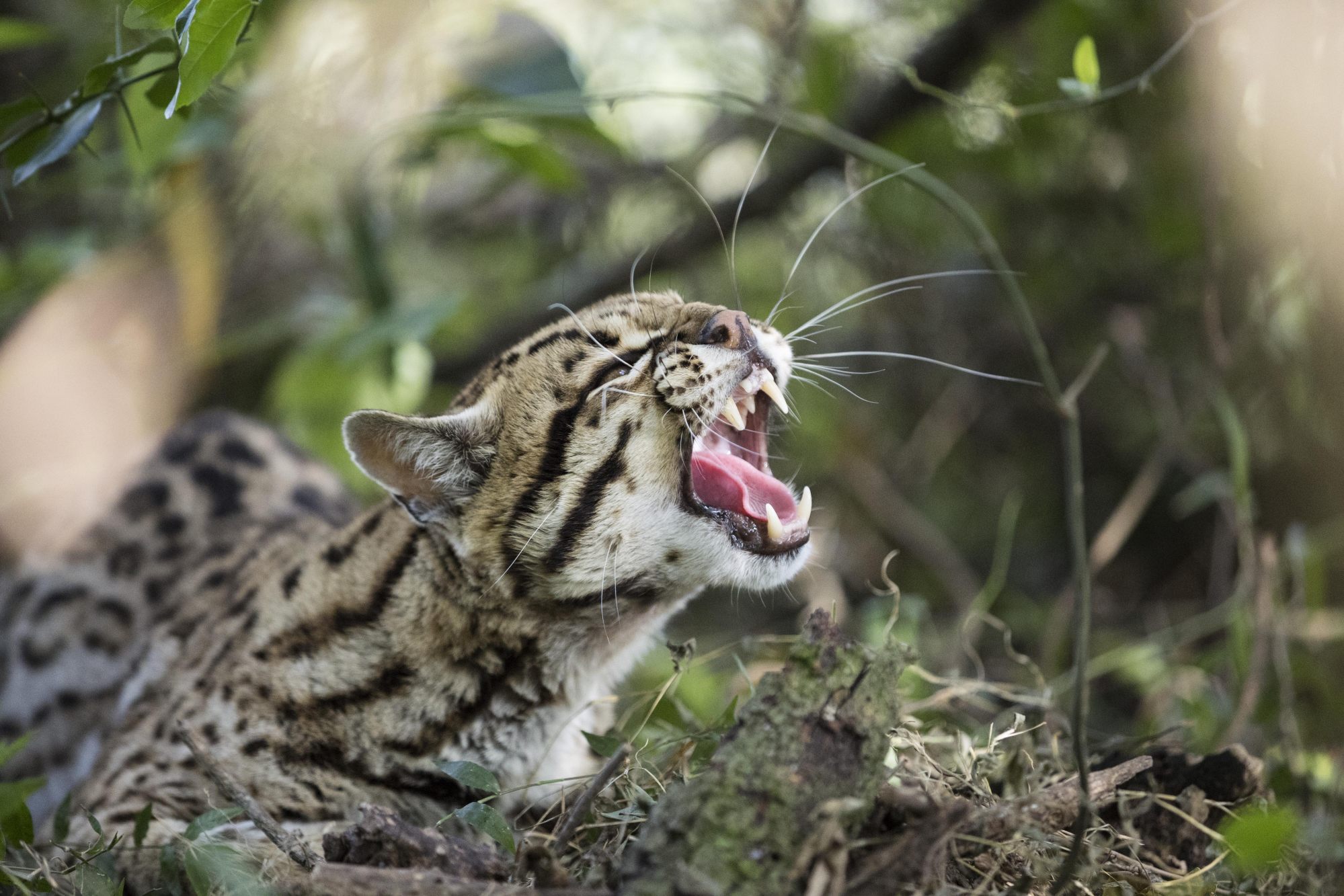 Apex predators, their prey, and myriad bird species – rewilding of ...