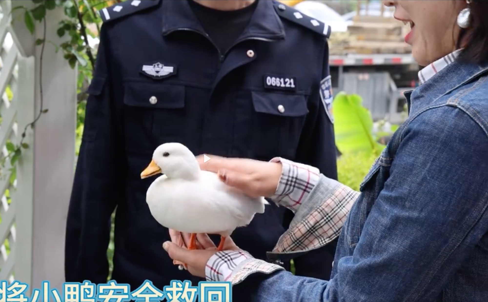 Lucky duck: Chinese police rescue stolen pet bird worth US$725 just ...