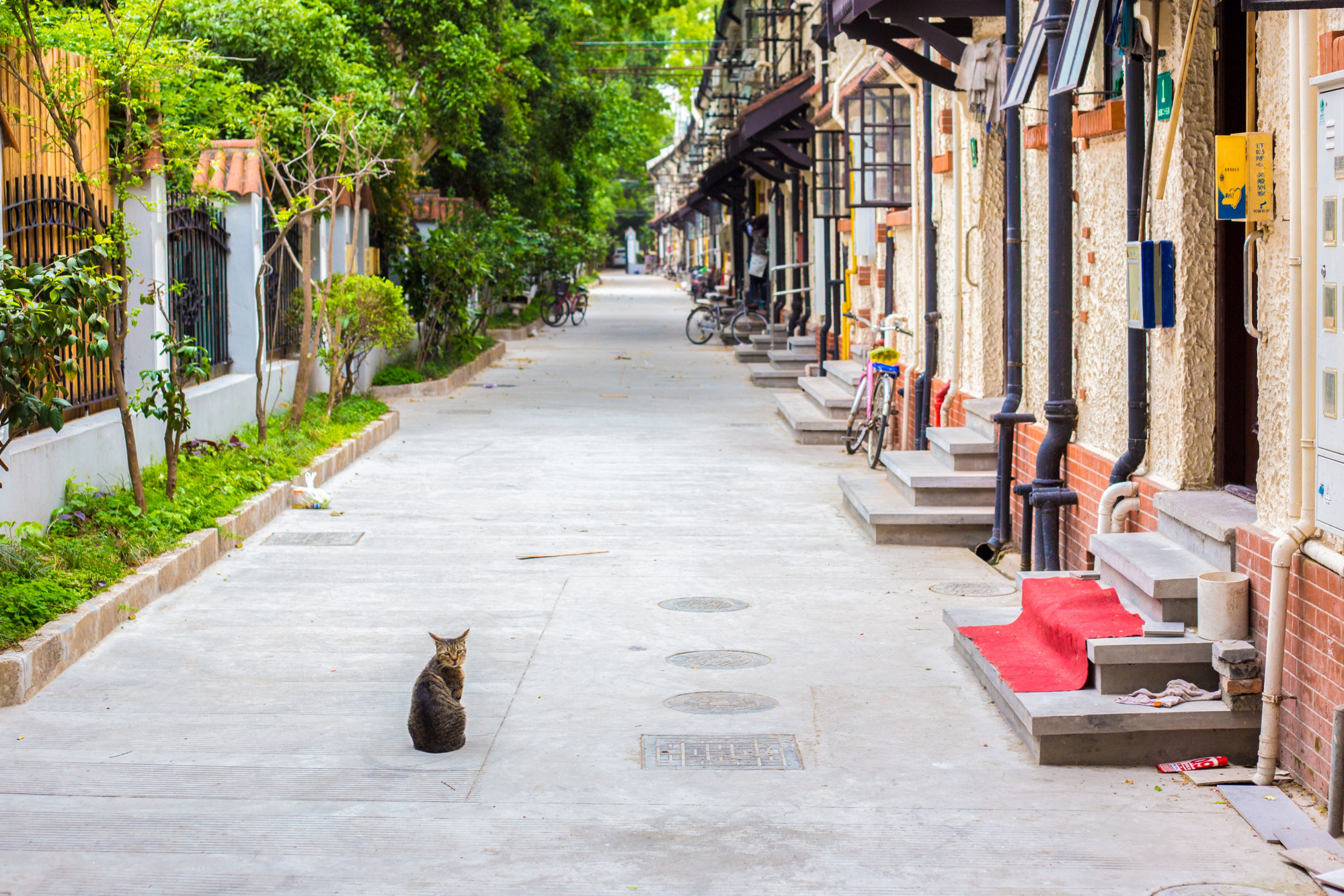 ‘Cats are healing pets’: old city of Shanghai becomes magnet for selfie ...