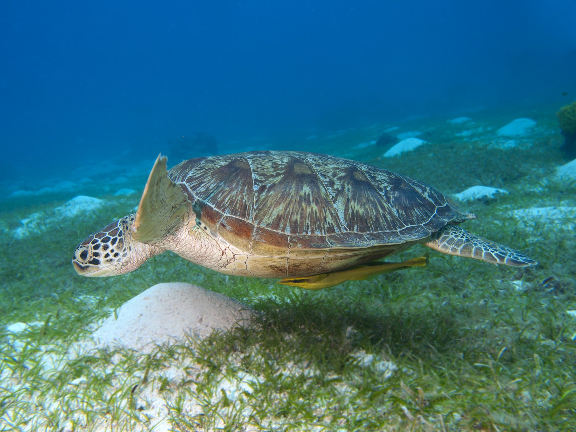 Panglao, in the Philippines: a holiday destination of dream beaches ...