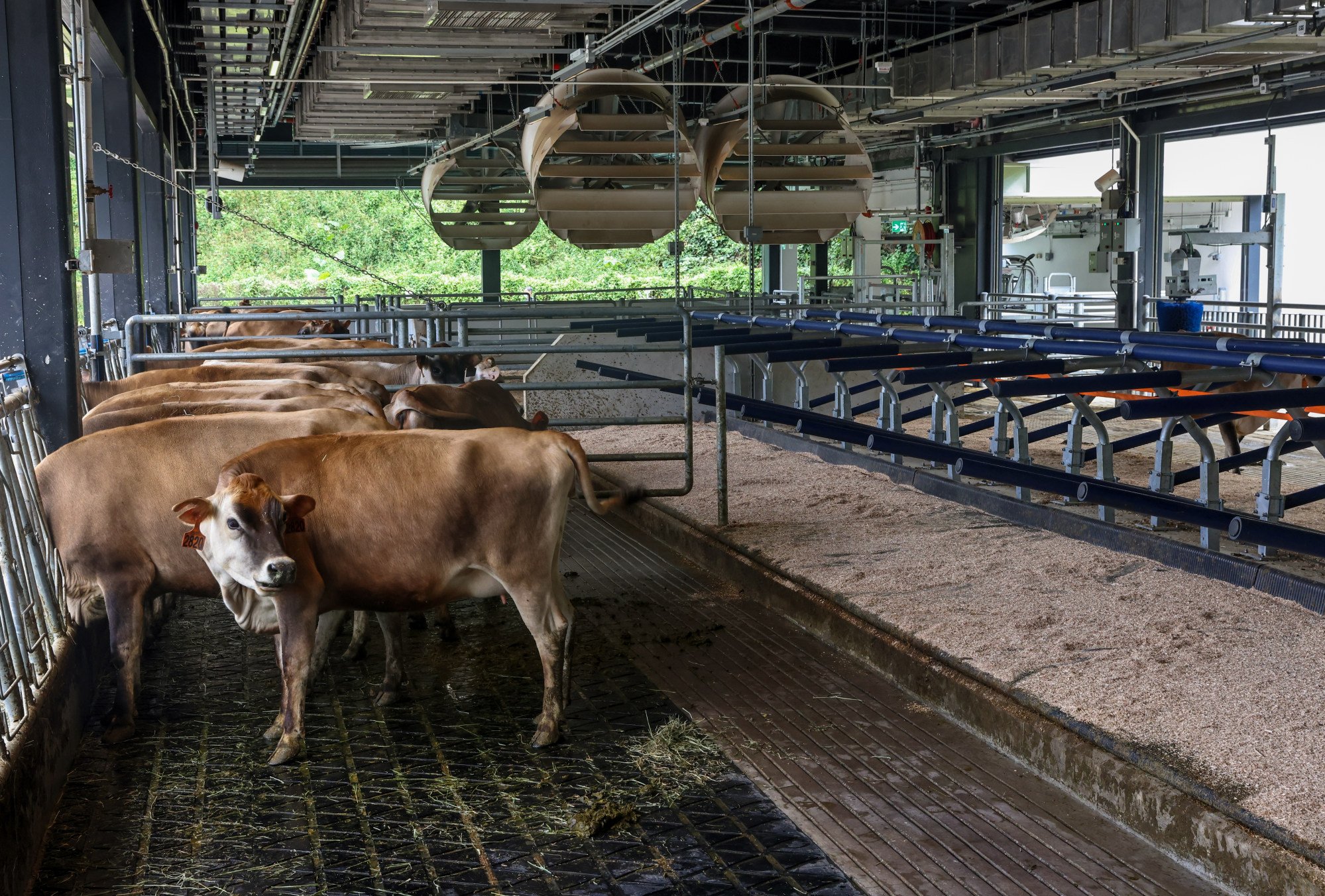 Milk made in Hong Kong? University rolls out only drink of its kind in ...