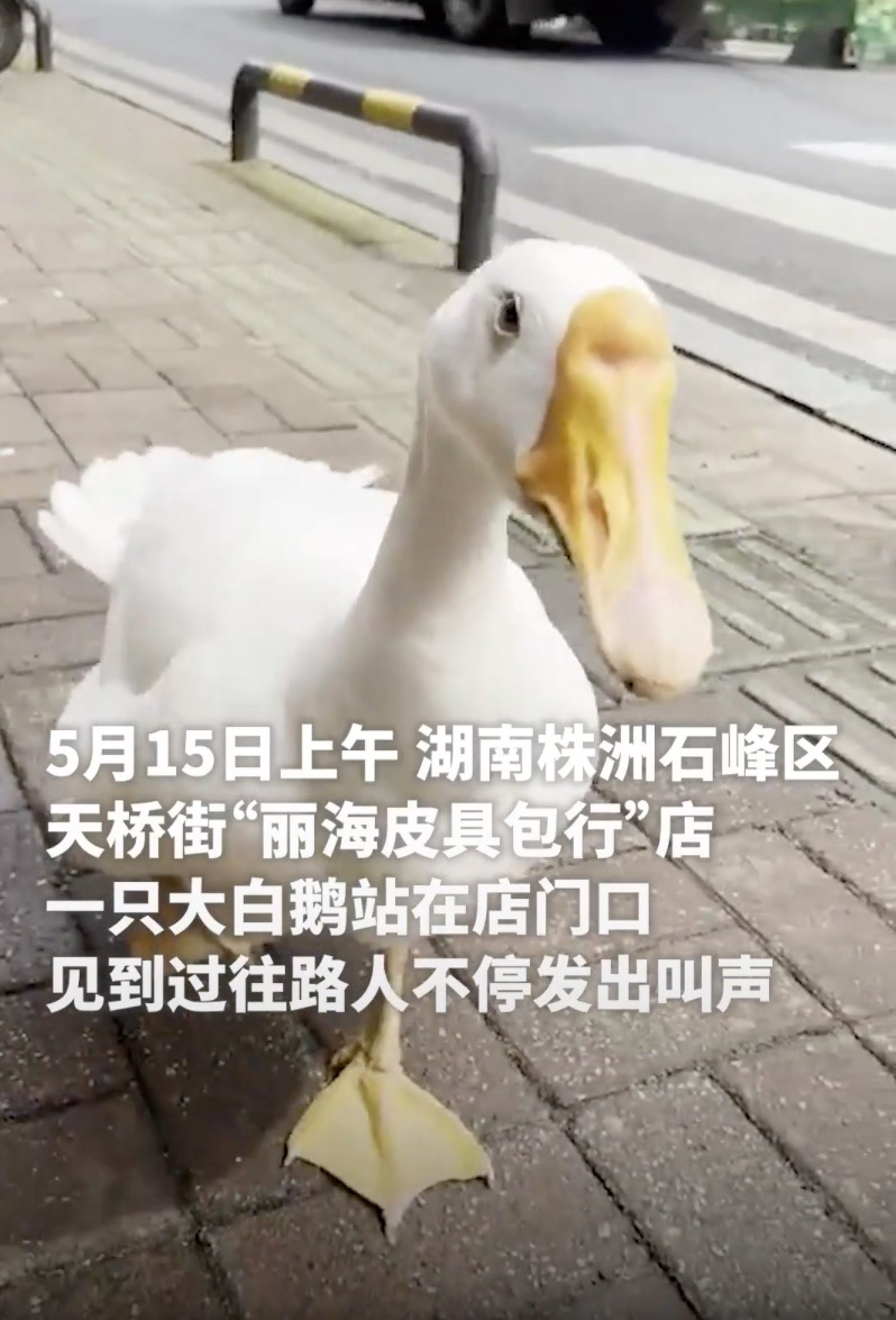 ‘Happy Goose’ with 52,000 fans online goes to work with owner as ‘shop ...