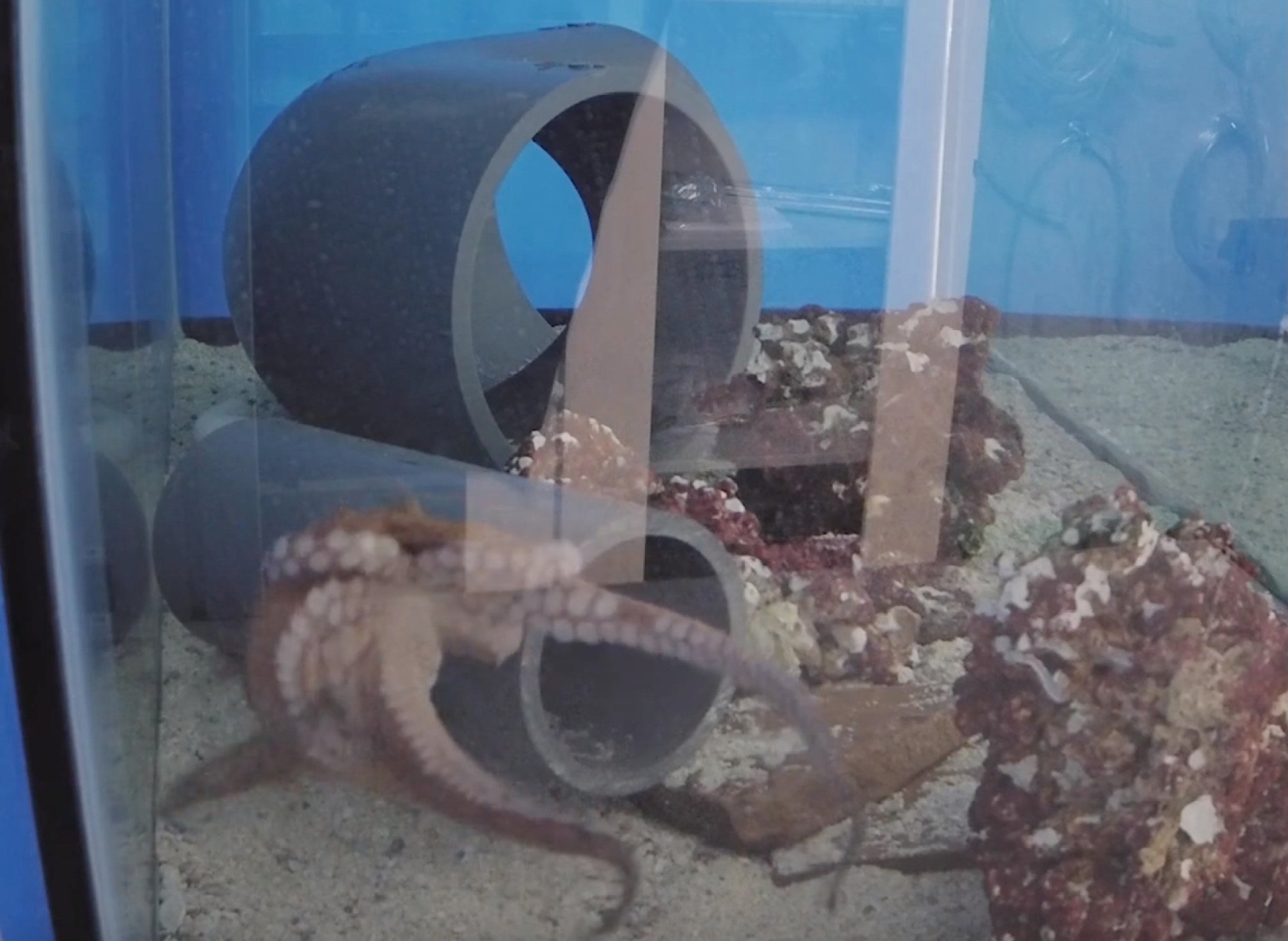 Video of Costello the octopus may show him waking from nightmare, say ...