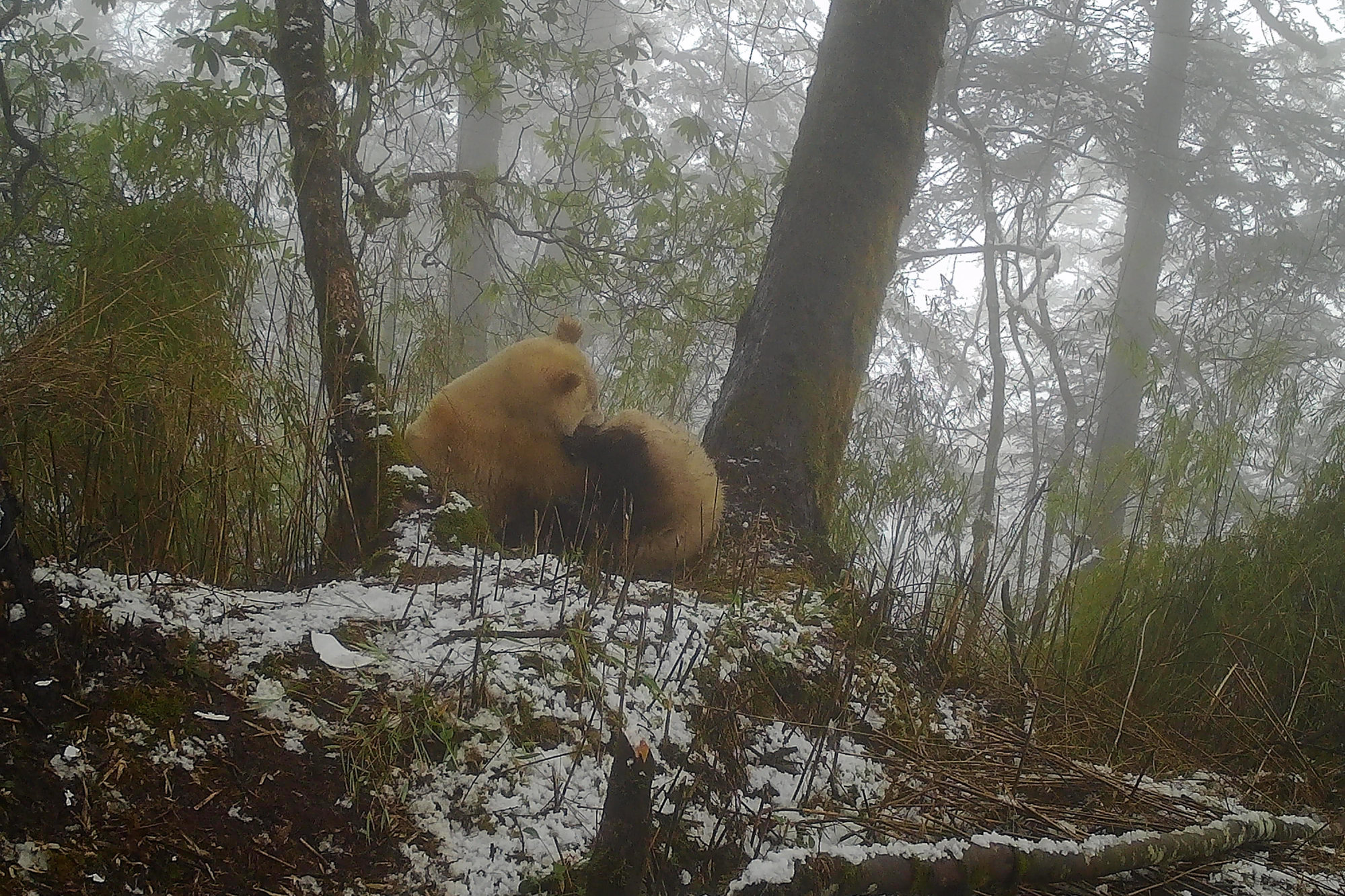 Rare albino giant panda spotted again at China’s Wolong natural reserve ...