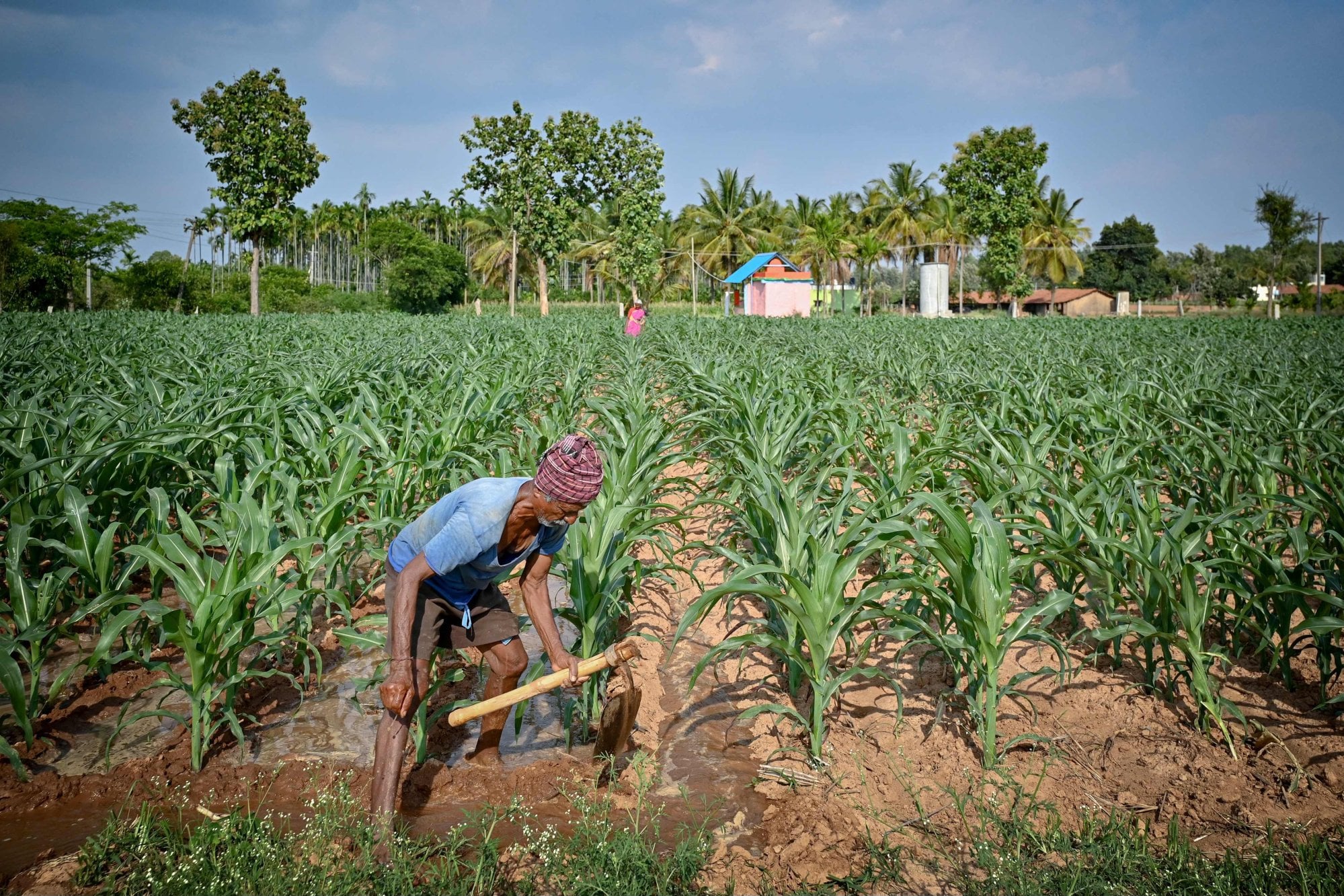 Opinion | Asia must embrace technology to overcome food supply shocks ...
