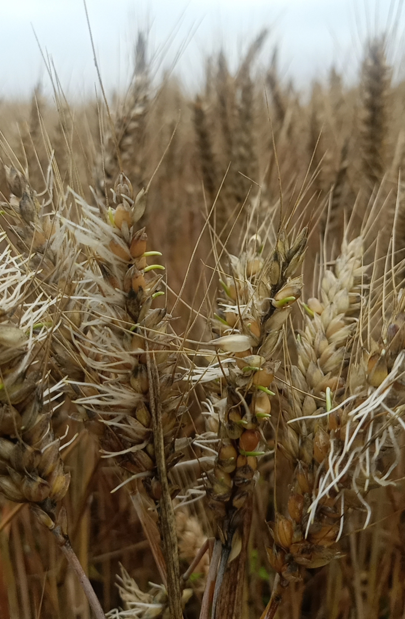 Mai Mizuhashi’s breakout stardom, Hong Kong’s vanishing books and a ...