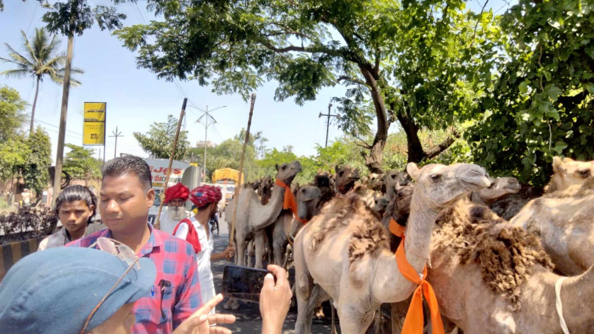 India’s Rajasthan state once had a thriving camel industry, but now ...