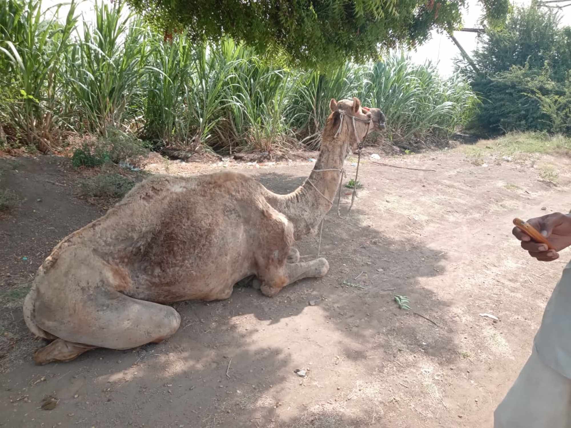India’s Rajasthan state once had a thriving camel industry, but now ...
