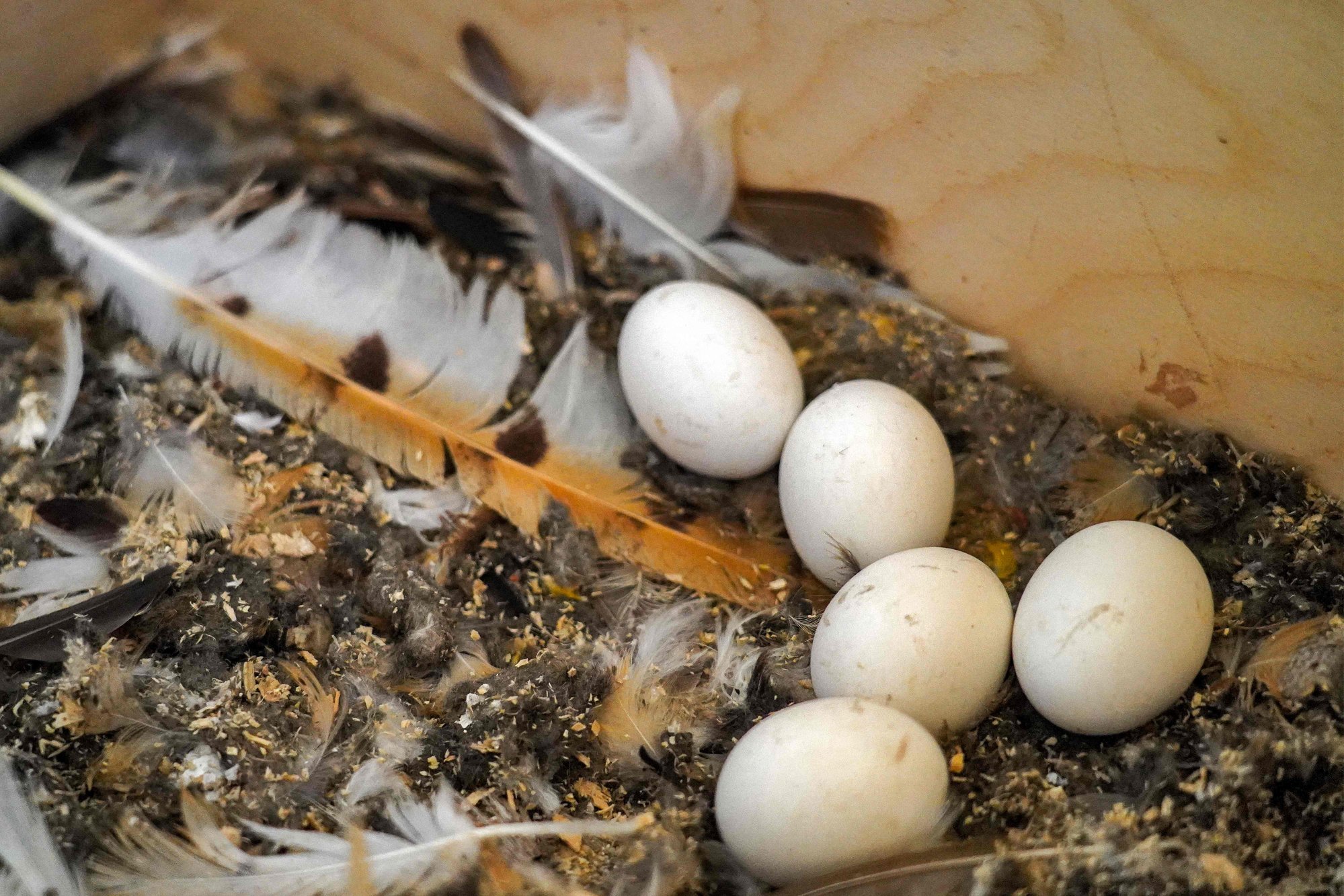 In Cyprus no-man’s-land, owls come to the rescue of farmers | South ...