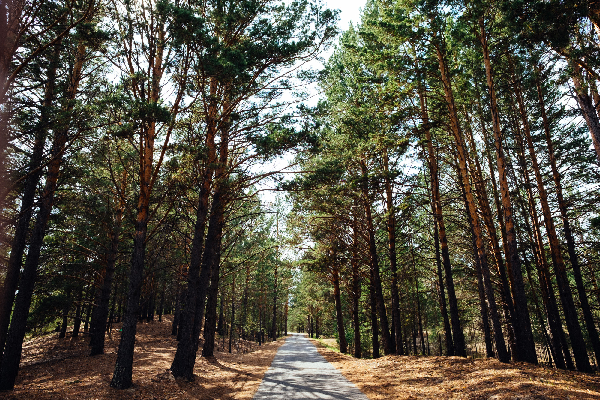 Trunk calling: Chinese woman embraces ‘healing’ power of trees by ...