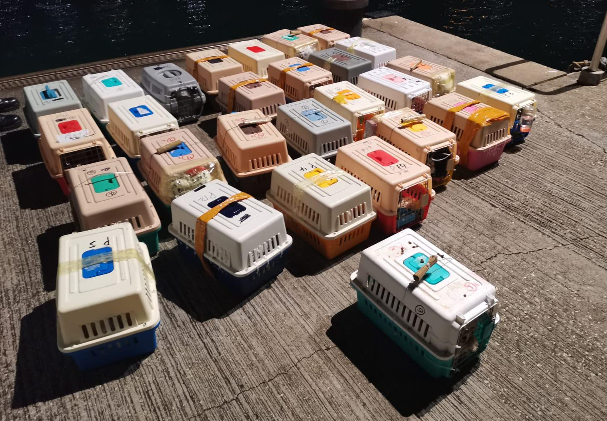 Hong Kong weighs cutting 4-month import quarantine for pet cats, dogs ...