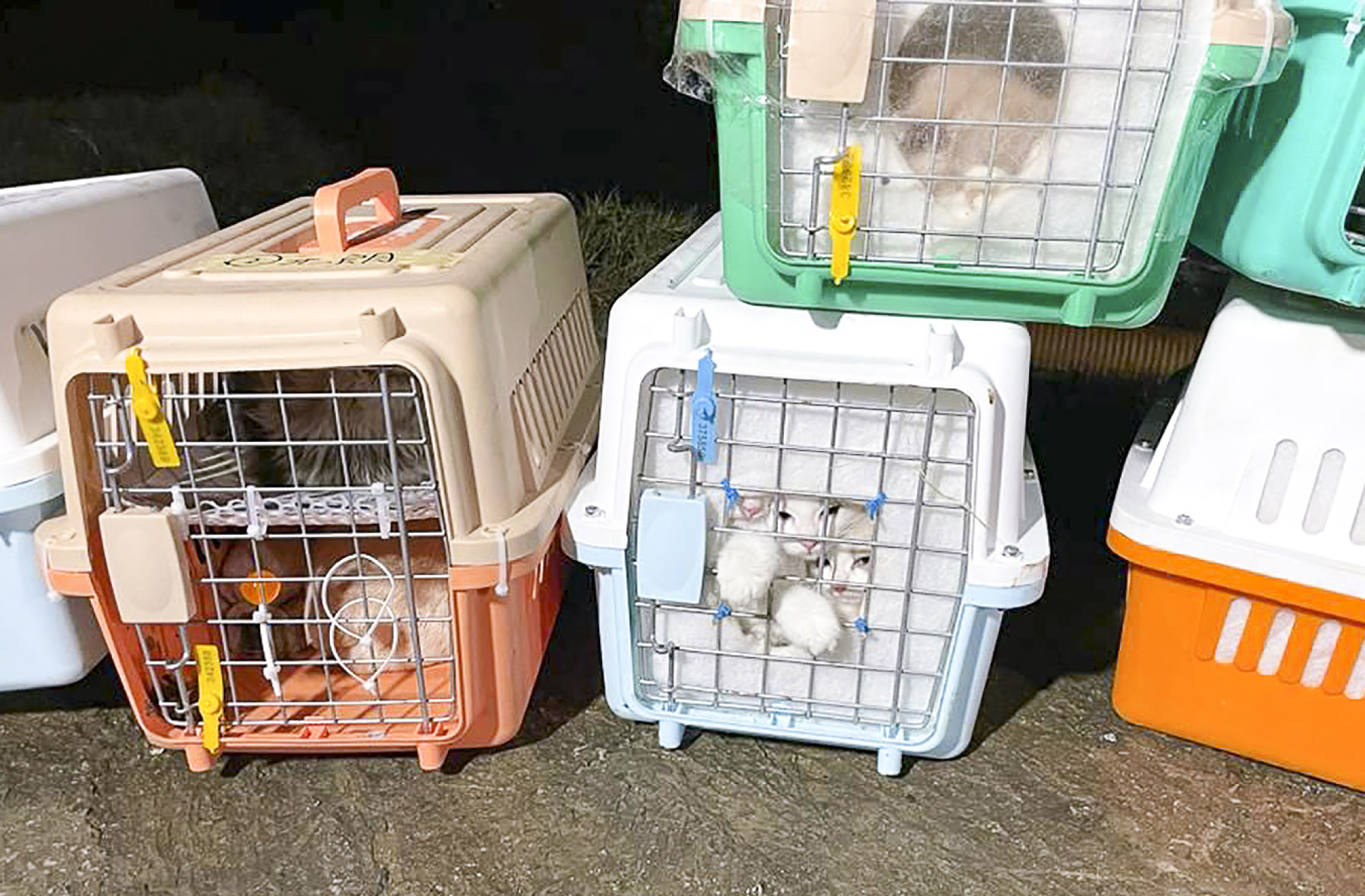 Hong Kong weighs cutting 4-month import quarantine for pet cats, dogs ...