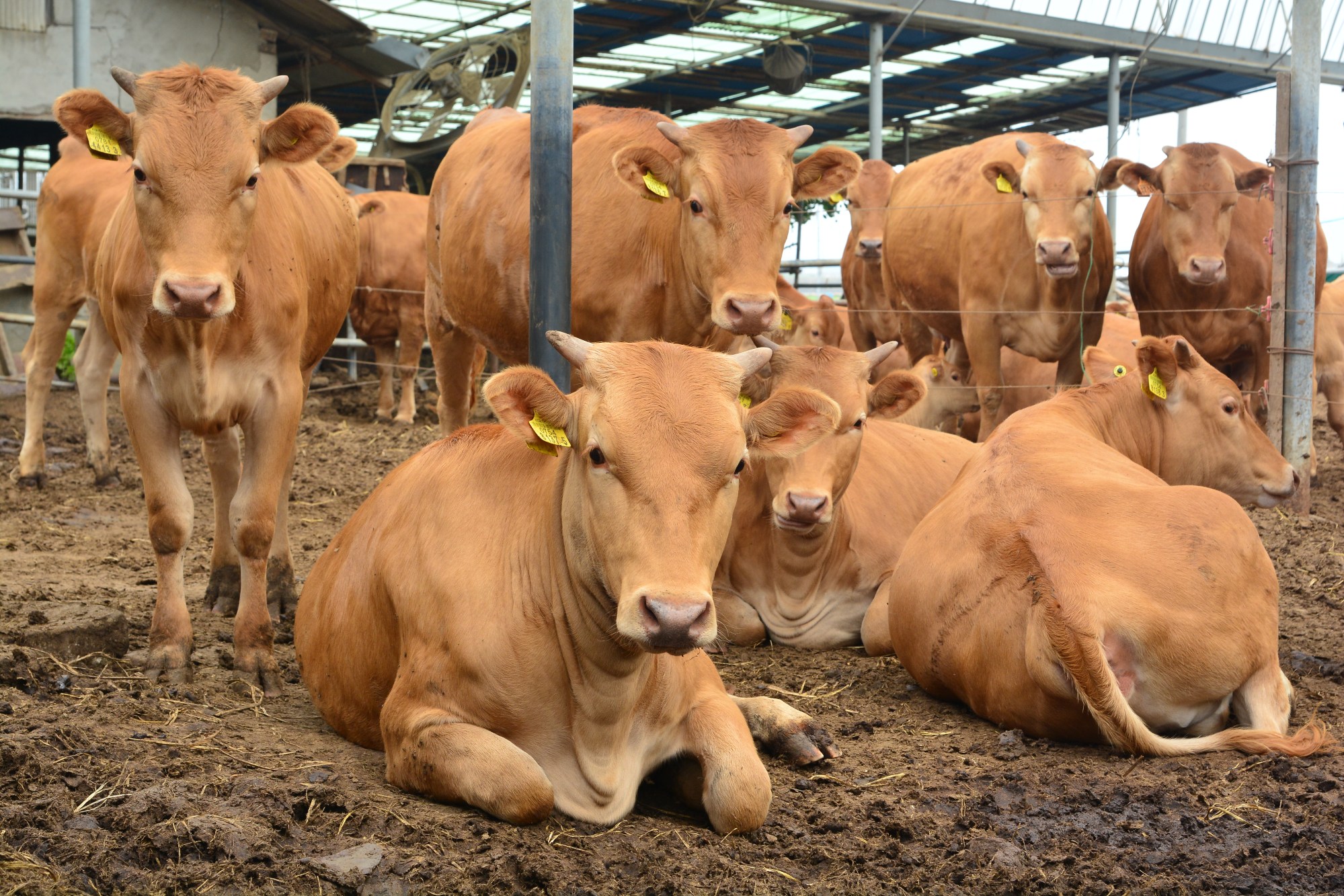 Weary of wagyu? How about Hanwoo? Korean beef is an emerging luxury ...