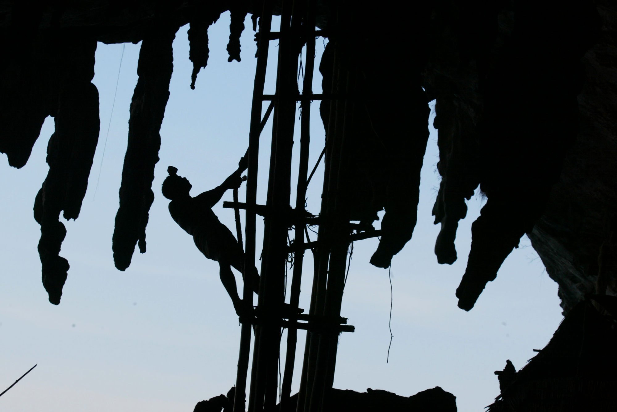 Opinion | What is edible bird’s nest and its supposed benefits? Plus ...