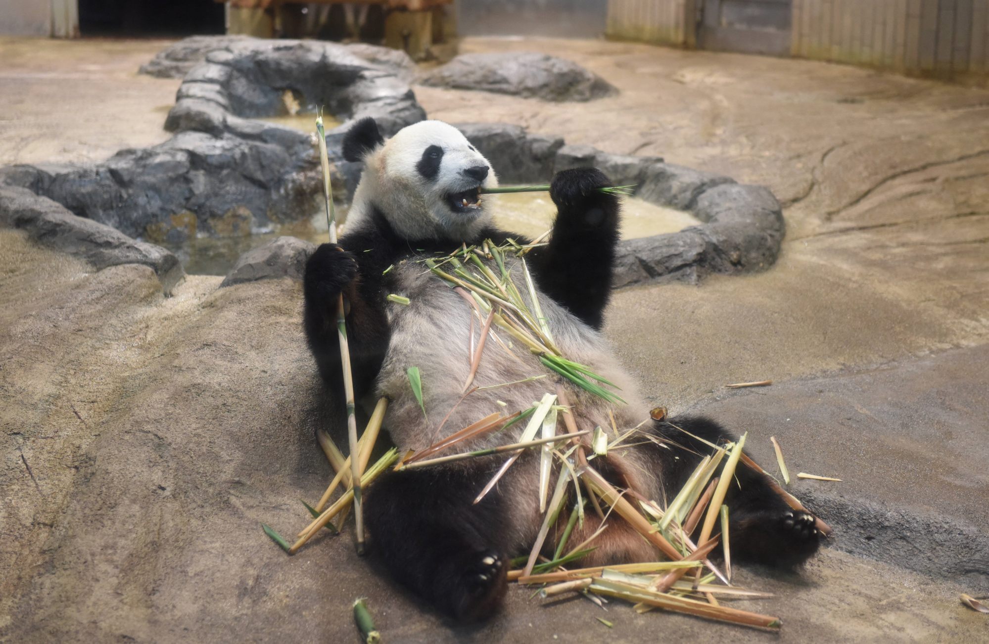 Where to see China’s giant pandas around the world, from the US and ...