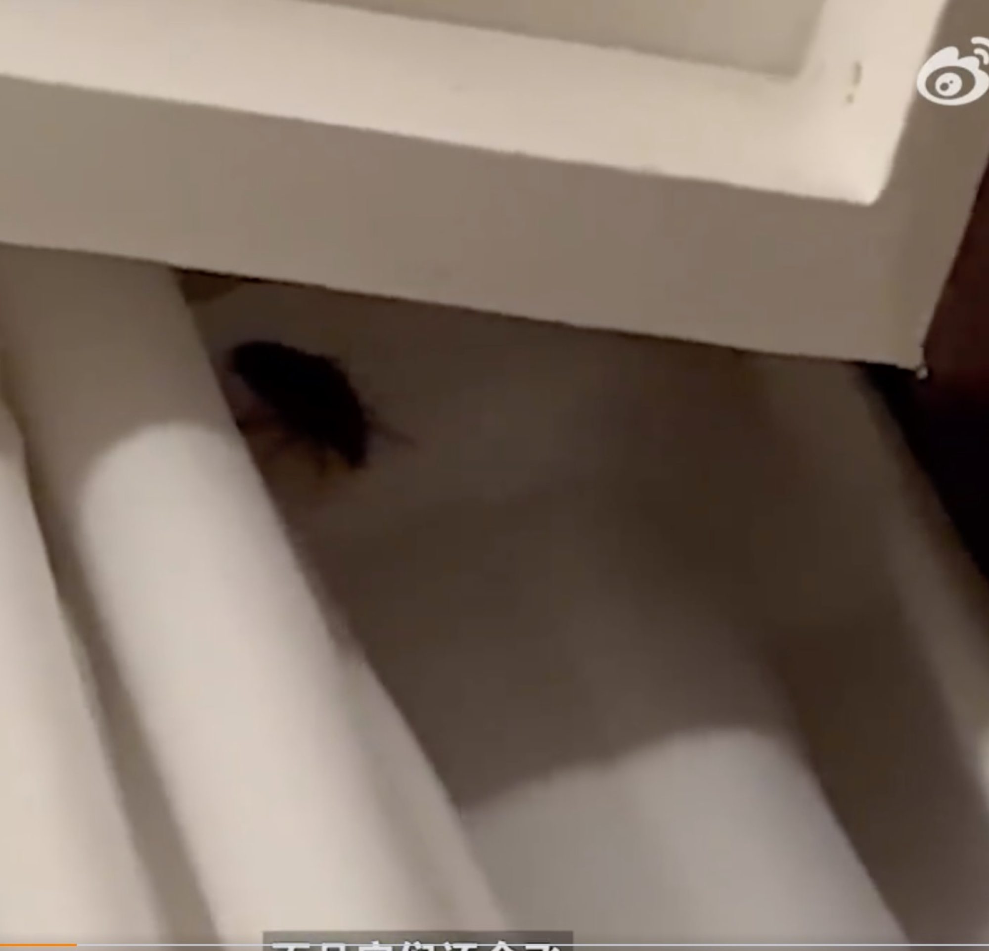 Tortured by cockroaches: ‘gigantic flying’ roaches force woman from ...