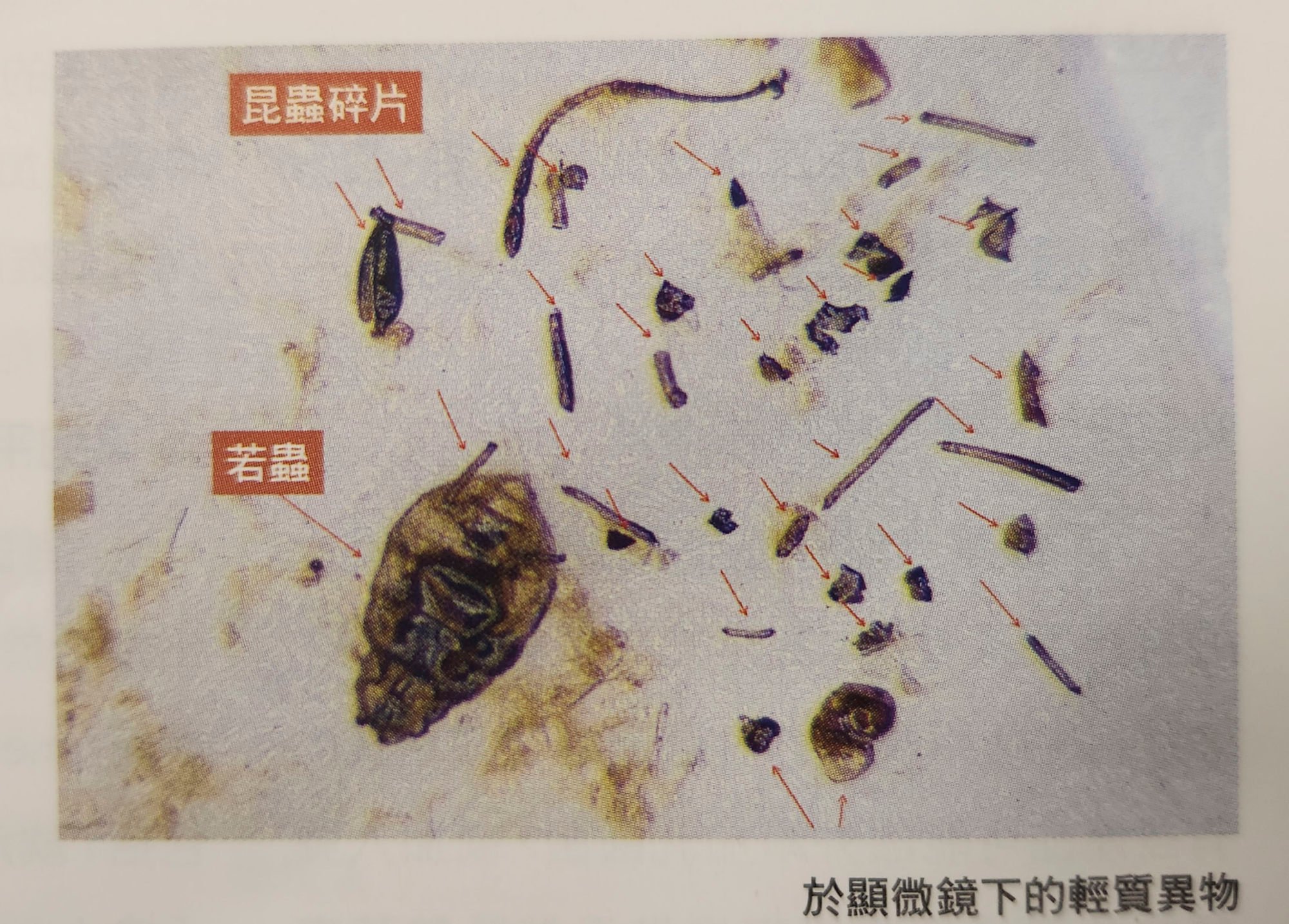 Insect parts, parasites, hair among ‘light filth’ found in preserved ...