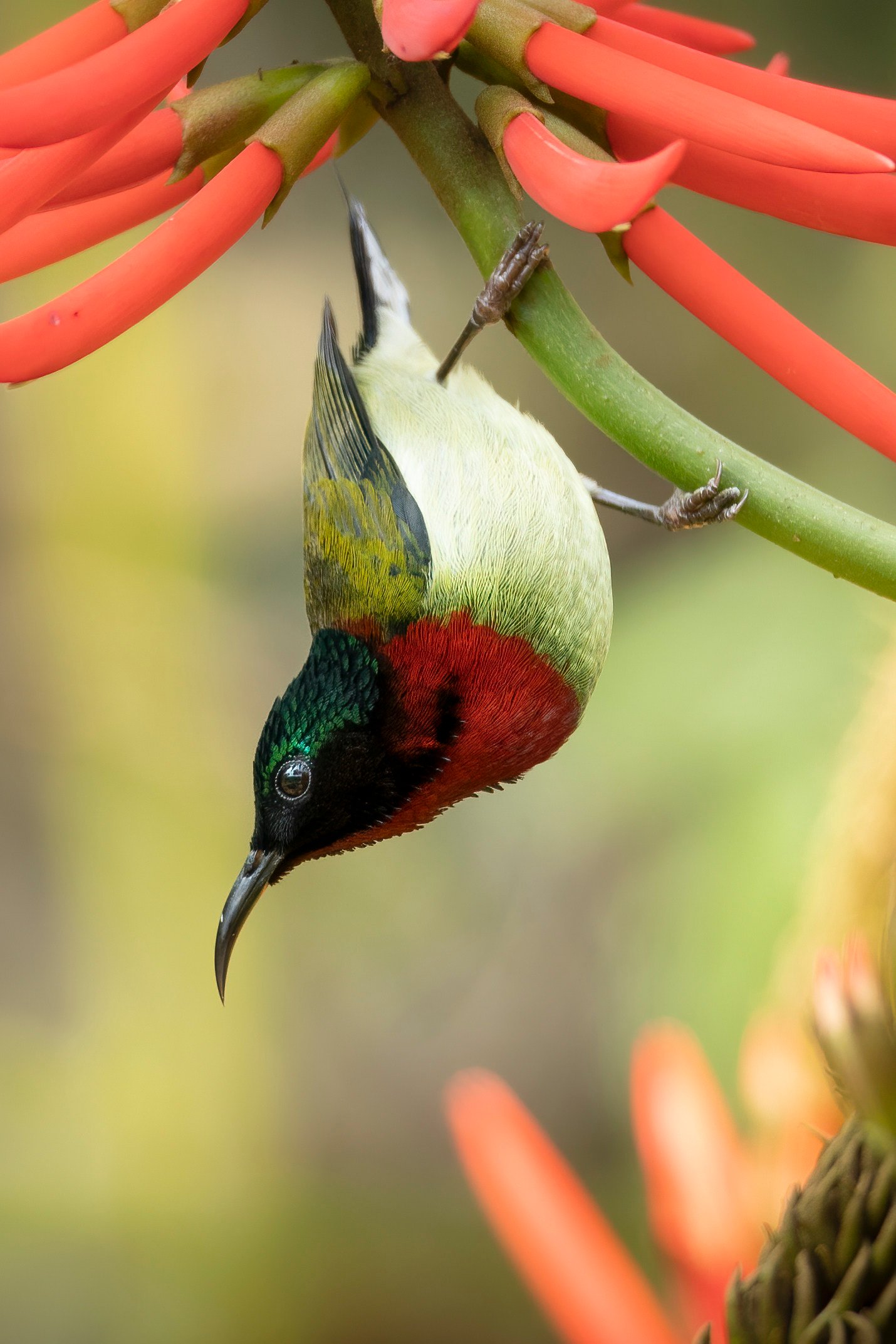 The average hiker’s guide to Hong Kong wildlife, from snakes to lizards ...